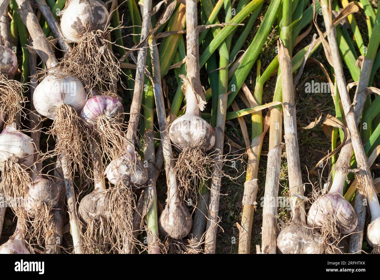 the garlic crop stacked on the territory of the field for drying the ...