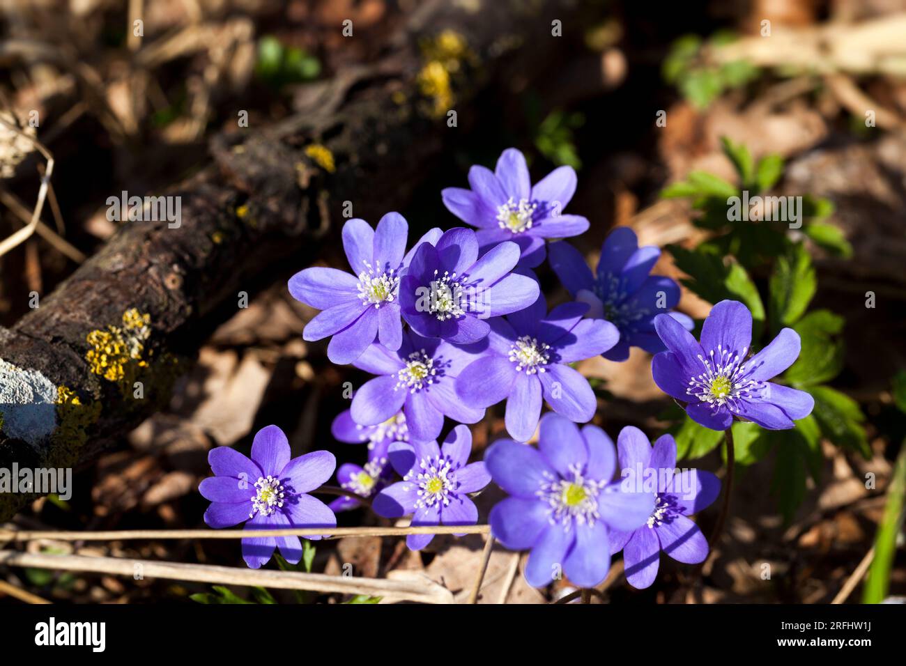 forest plants in the spring in the forest, the first blue forest ...