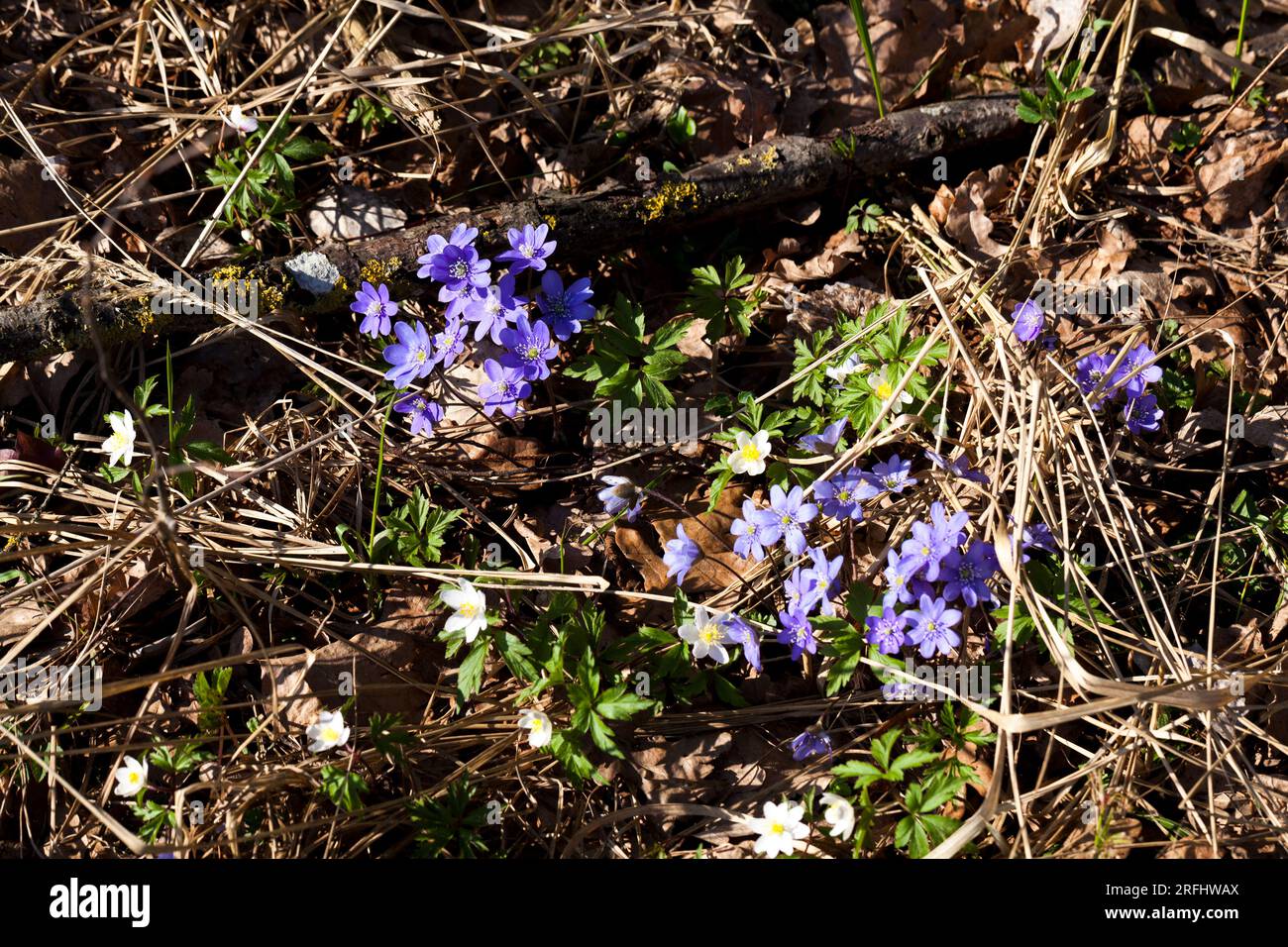 the first blue forest flowers in the spring season, forest plants in ...