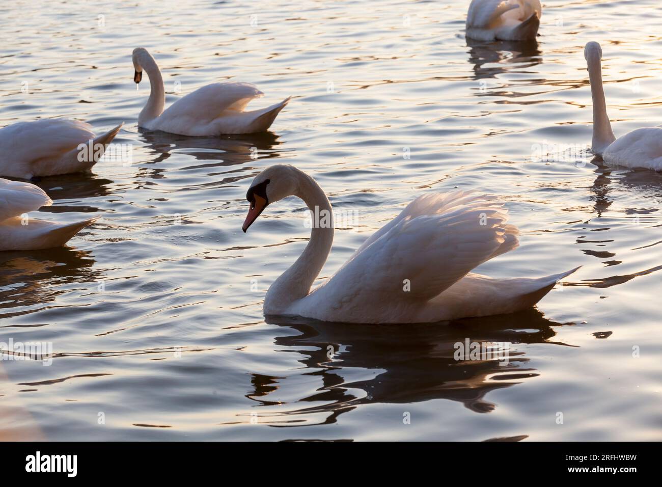 closeup swans in spring, a beautiful waterfowl group of birds swans on ...