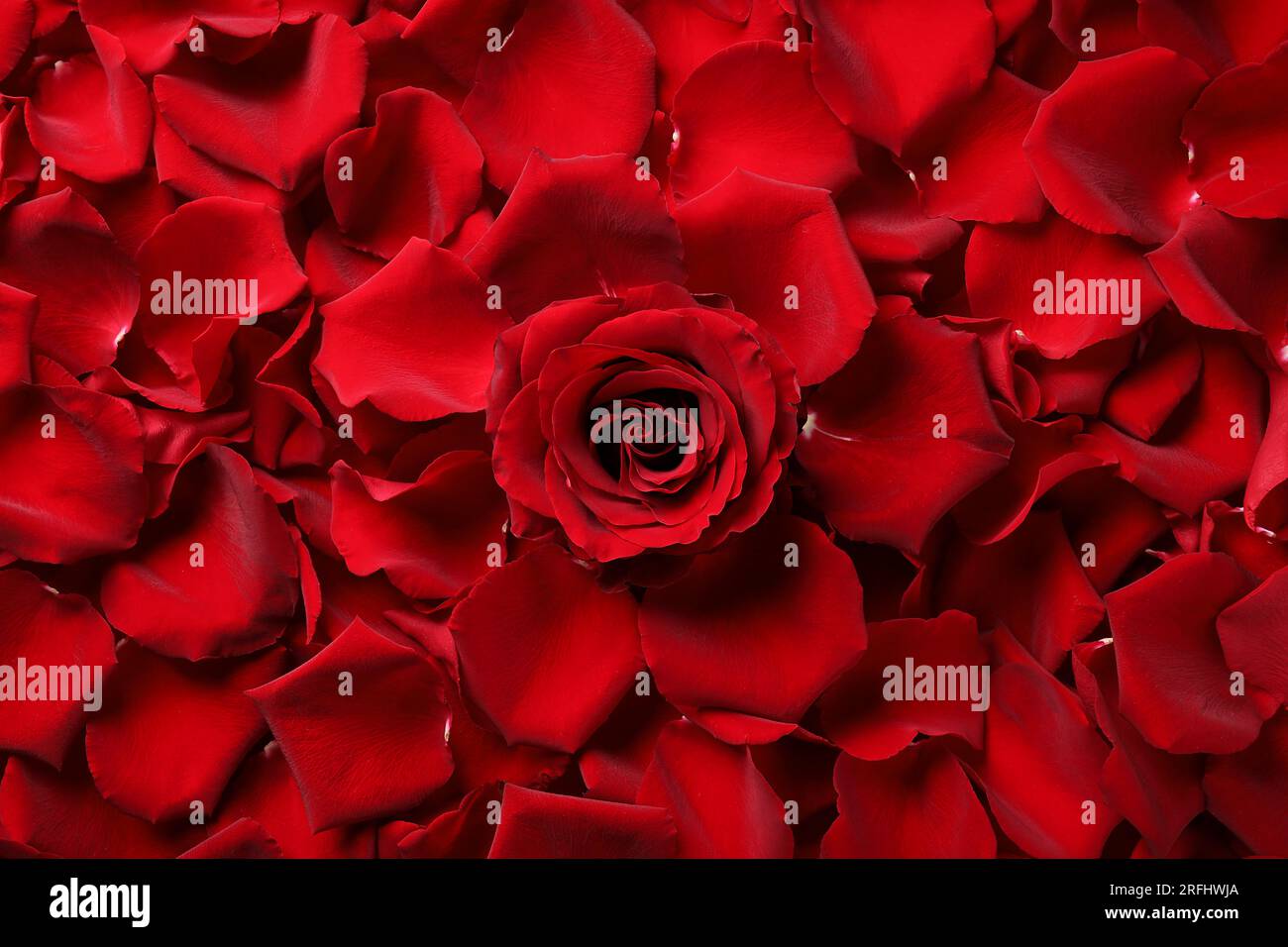 Beautiful red rose flower and petals as background, top view Stock ...