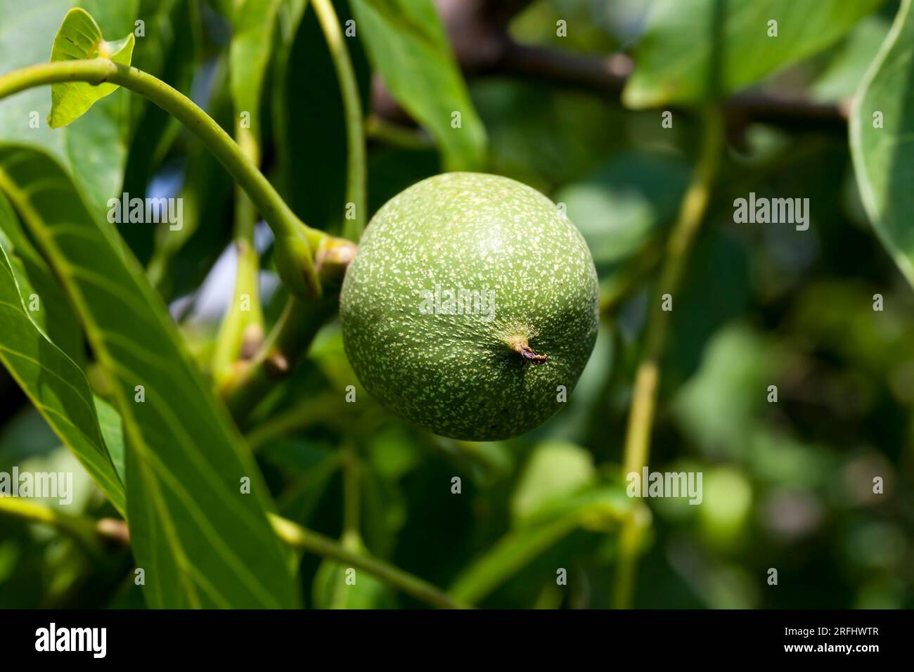 green unripe walnuts in the summer, a tree with green walnuts in walnut ...