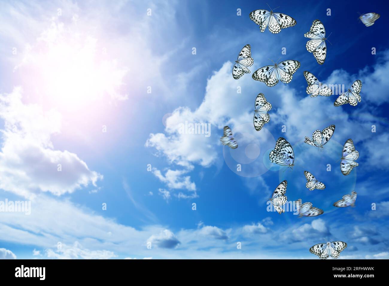 Many butterflies in summer season hi-res stock photography and images ...