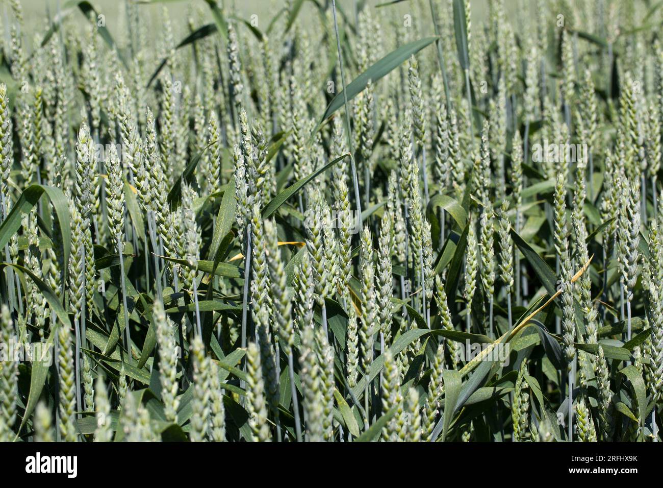 wheat field with green immature rye plants, agricultural field with ...
