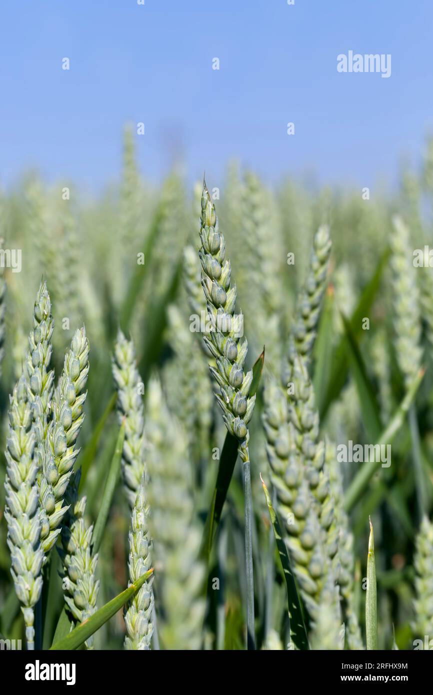 rye field with green immature plants, agricultural activity for growing ...
