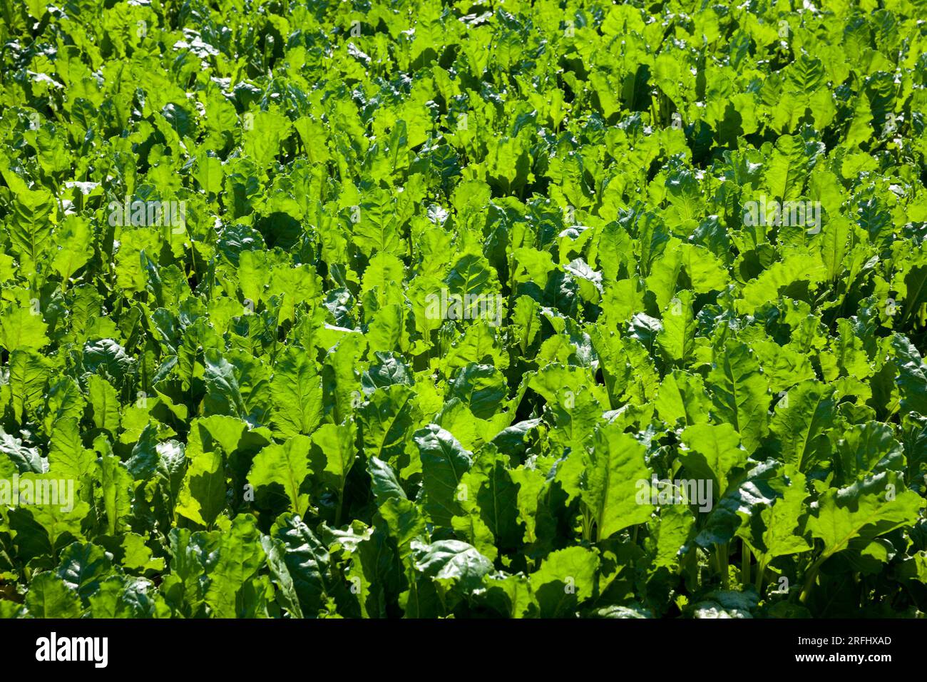 green parts of the sugar beet plant in the summer season, green beet ...