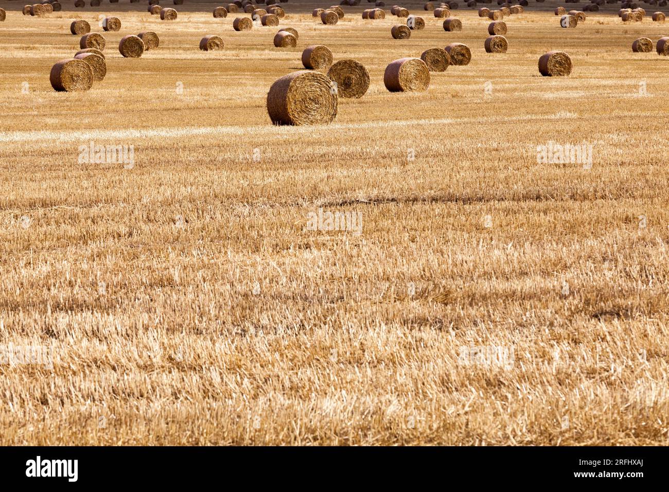 stacks of wheat straw were left after the wheat harvest, an ...