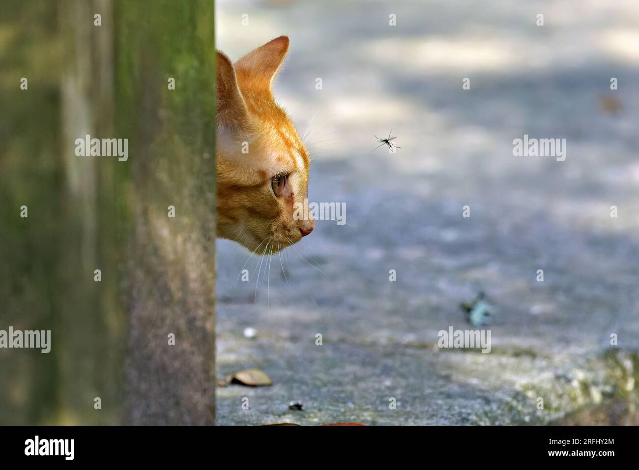 Cat and mosquito Stock Photo - Alamy
