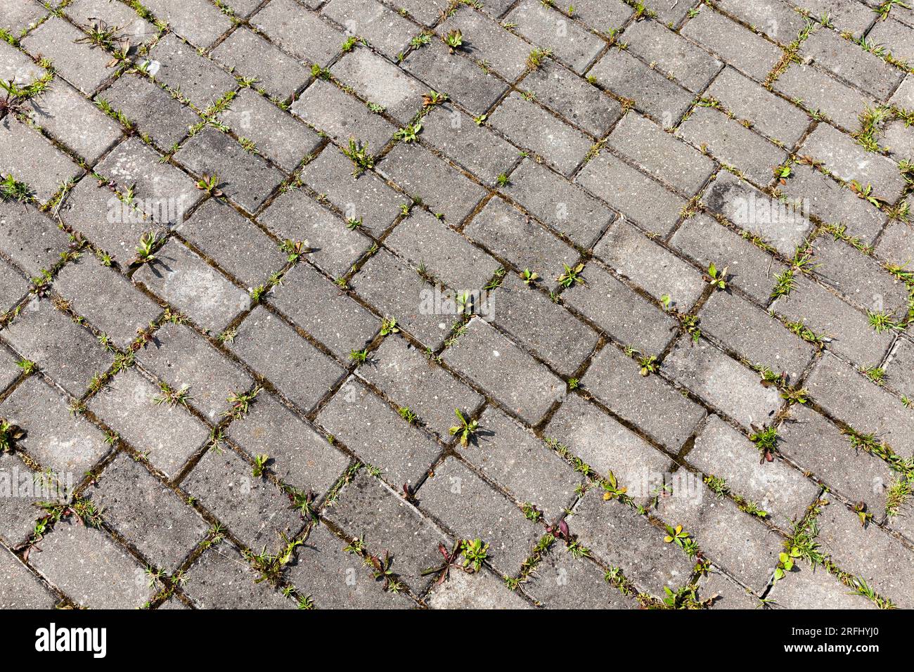 concrete tiles on the road with grass and other plants sprouting at the ...