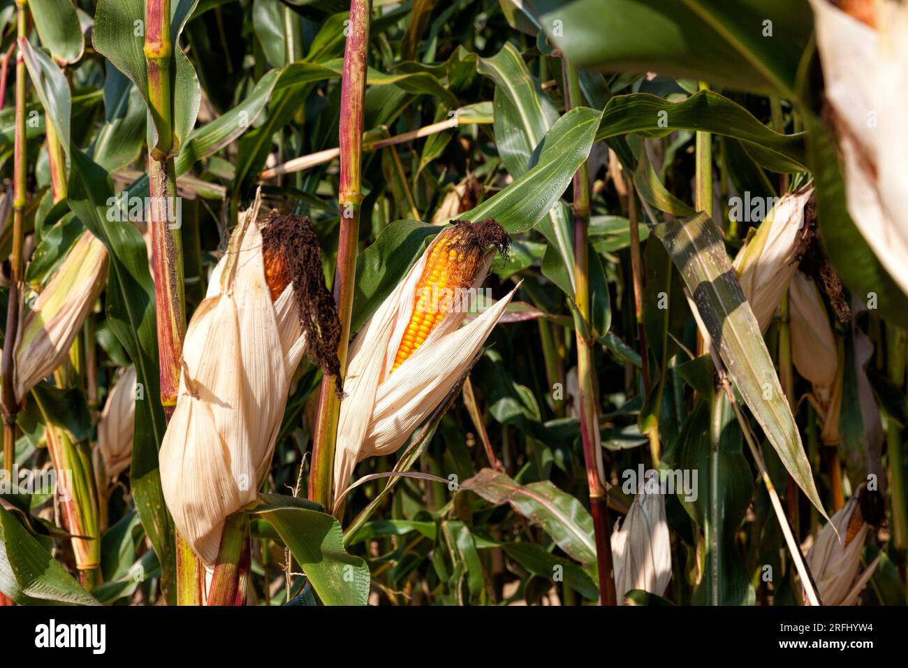an agricultural field where corn is harvested to feed cattle, field ...