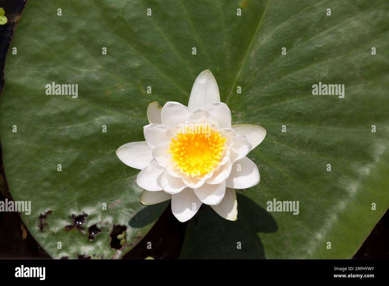 Aquatic plants white water lily hi-res stock photography and images - Alamy
