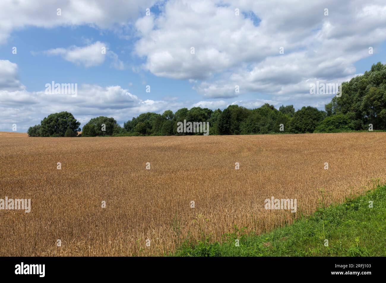 agricultural field with growing plants for harvesting food, farming in ...