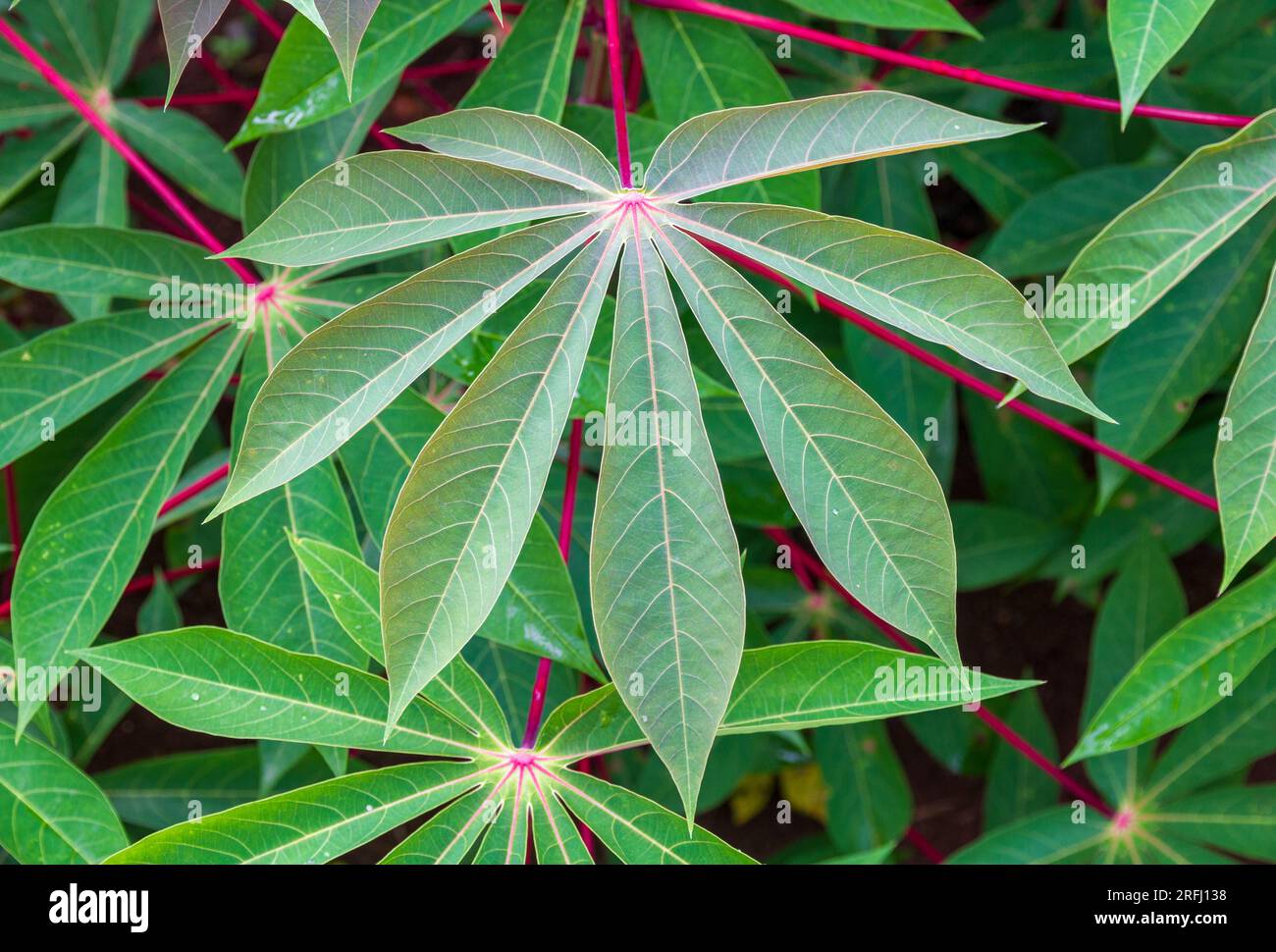 cassava Costa Rica Stock Photo - Alamy