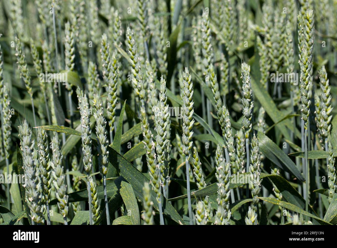 wheat field with green immature rye plants, agricultural field with ...