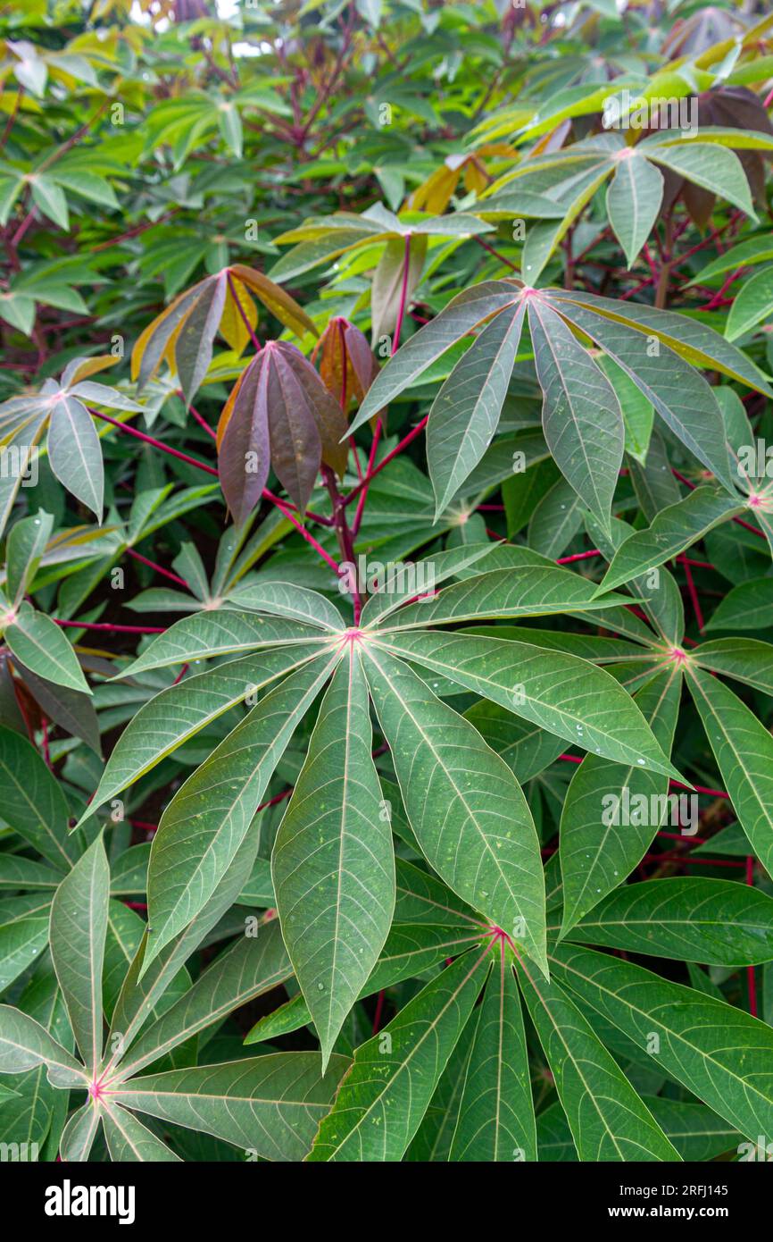 Cassava diet hi-res stock photography and images - Alamy