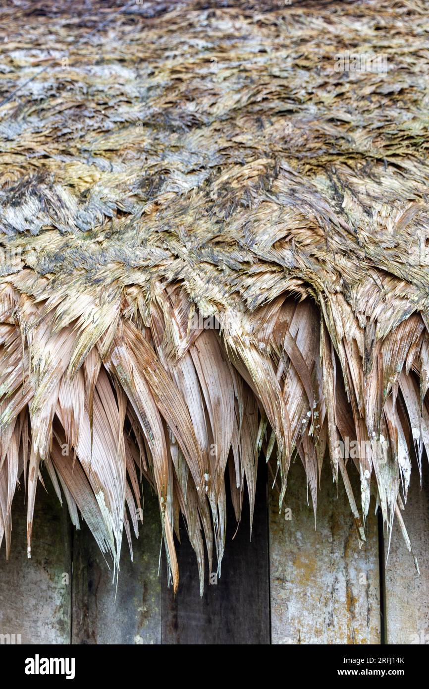 roof of Maleku tribal hut Costa Rica Stock Photo - Alamy