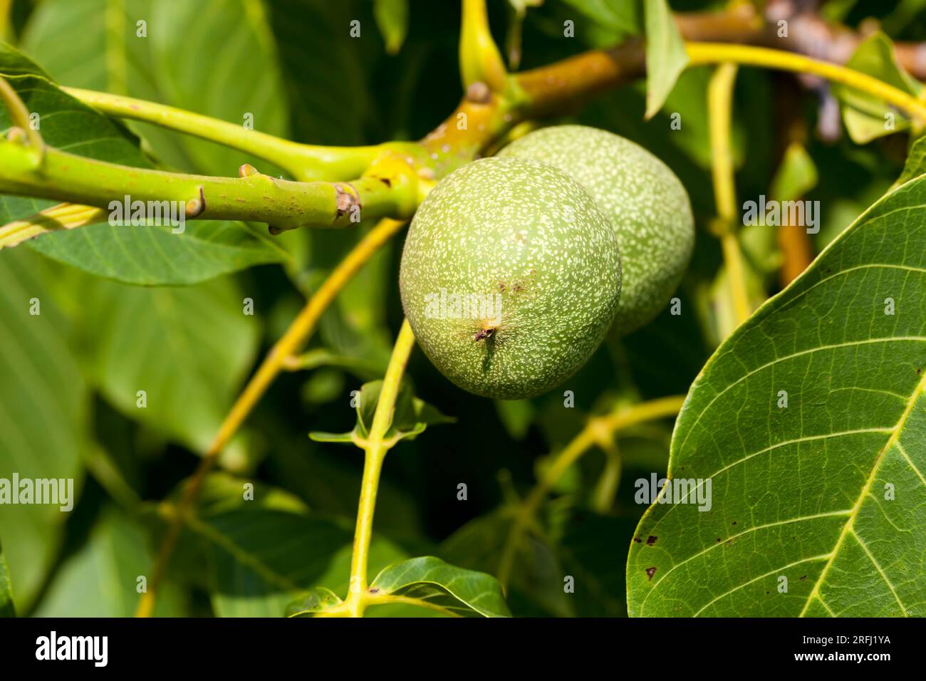 tree with green walnuts in walnut farming, green unripe walnuts in the ...