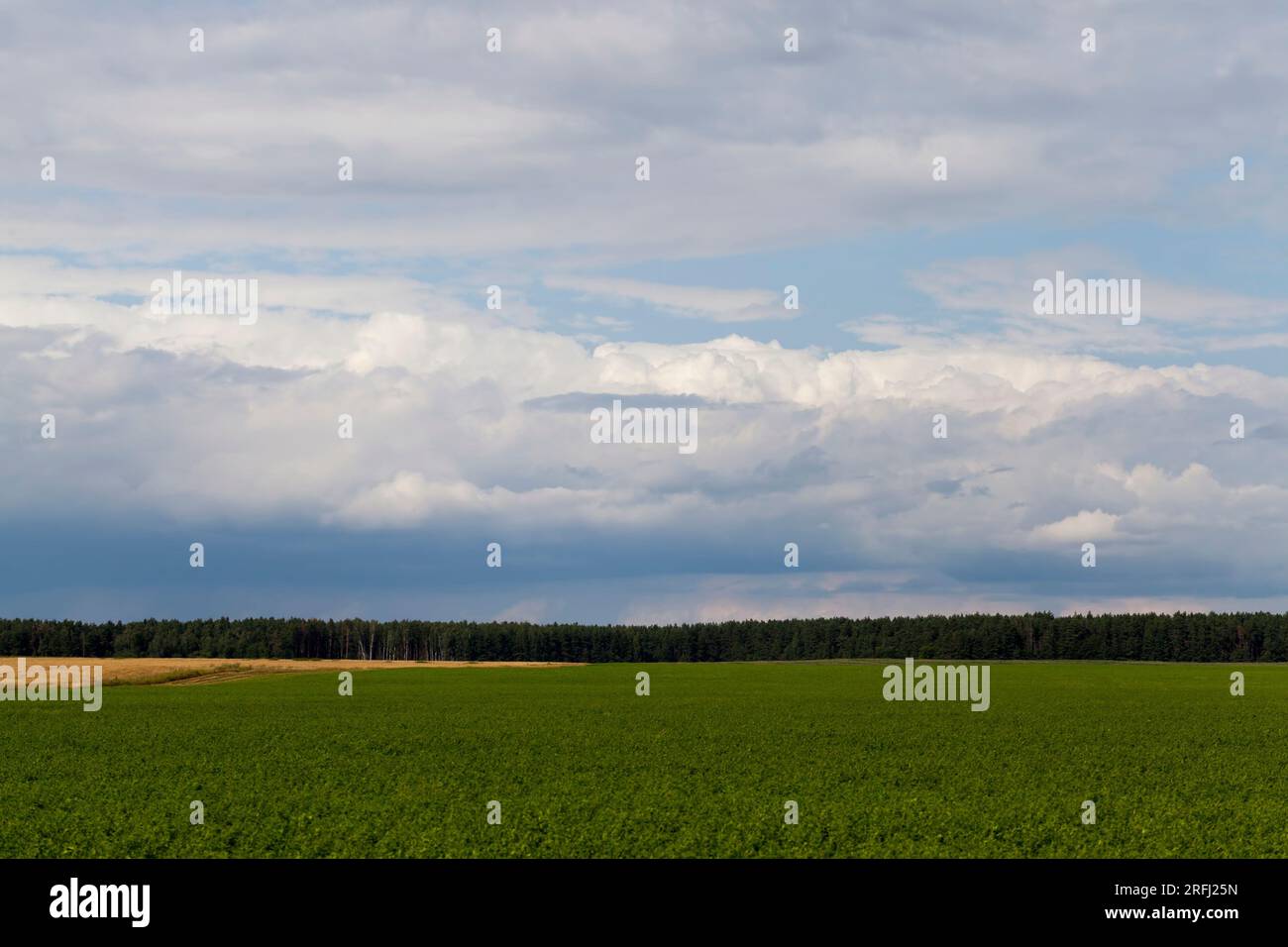 agricultural field with growing plants for harvesting food, farming in ...