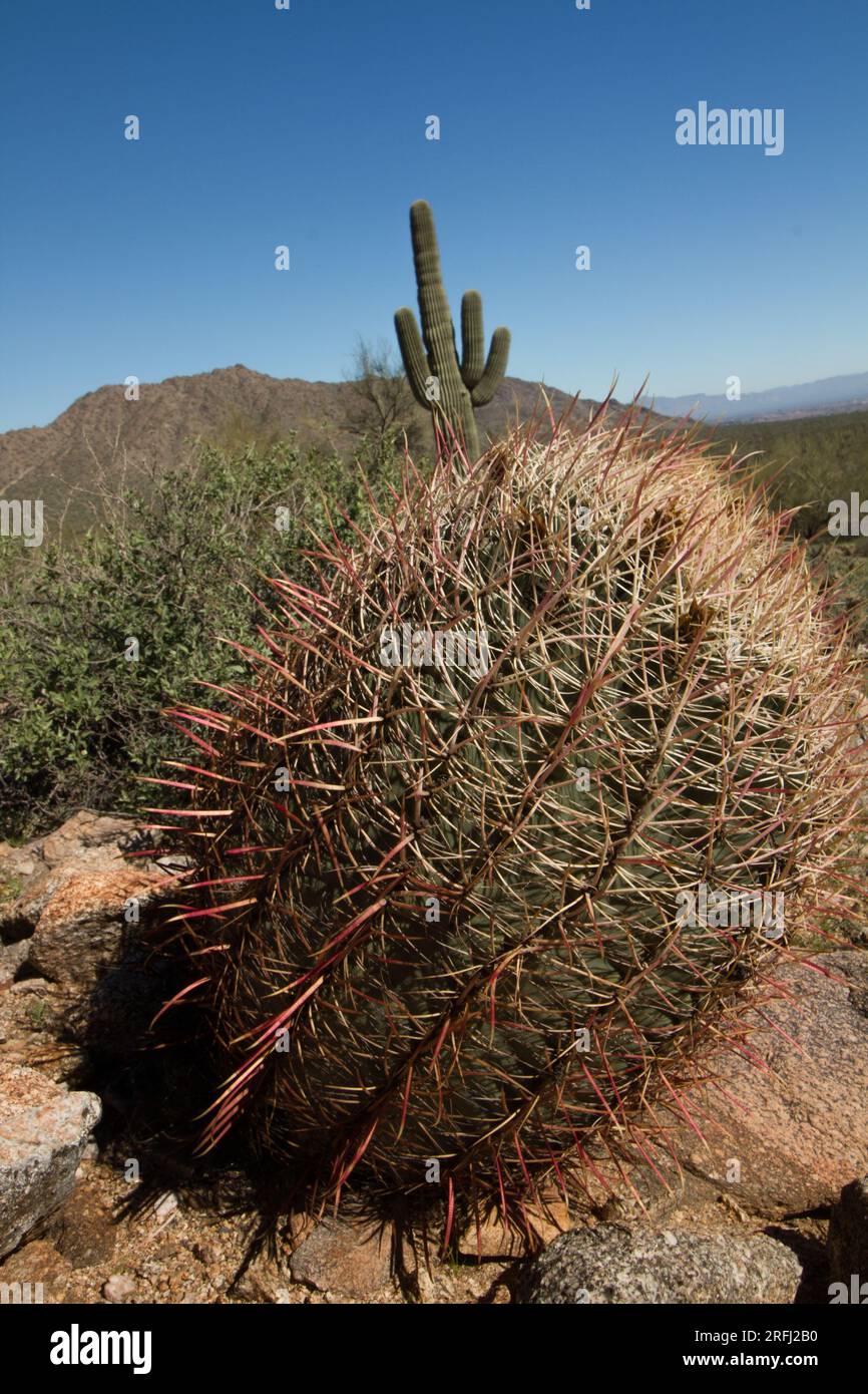 Cactus lifecycle 50 100 years hi-res stock photography and images - Alamy