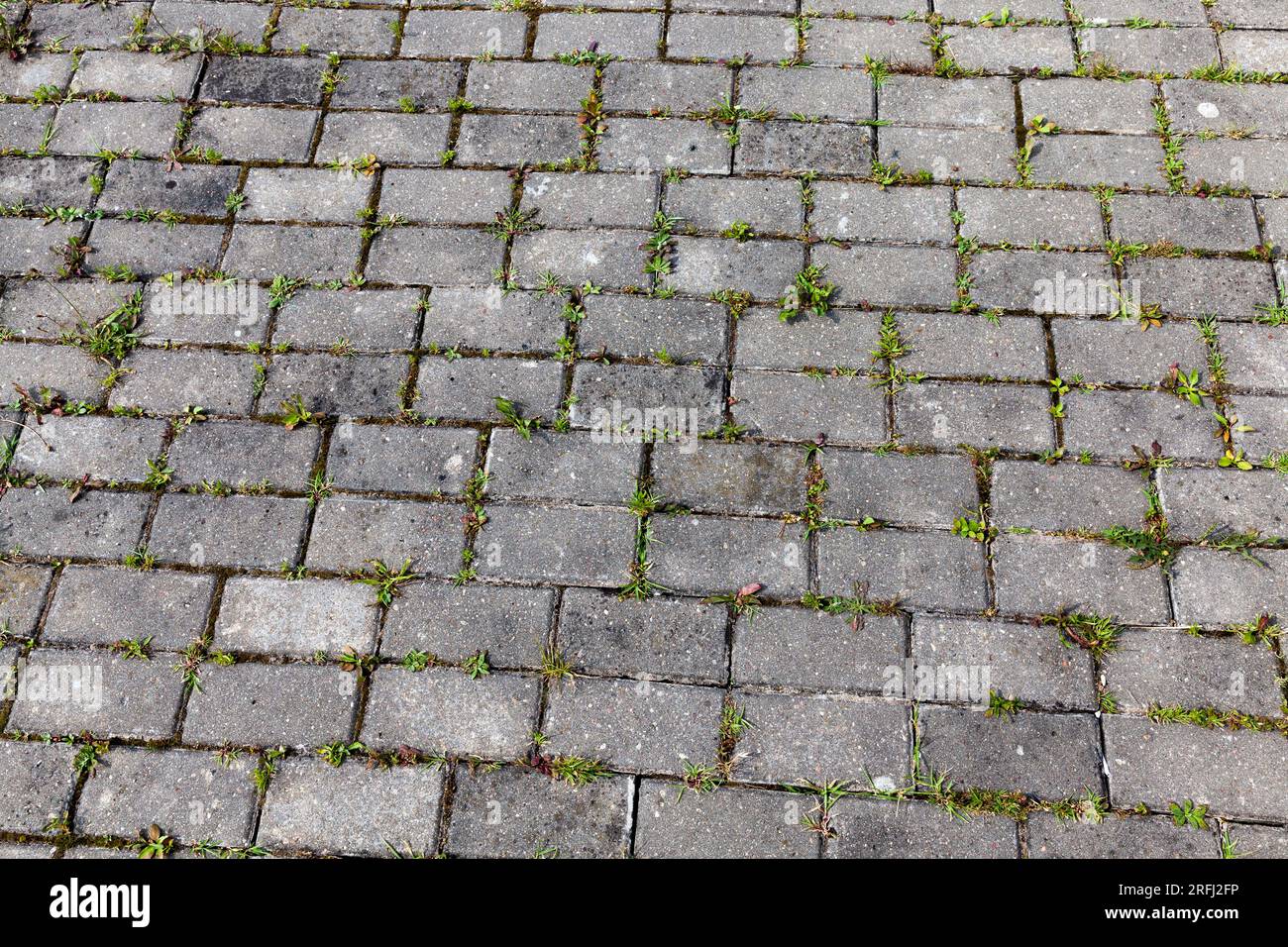 concrete tiles on the road with grass and other plants sprouting at the ...