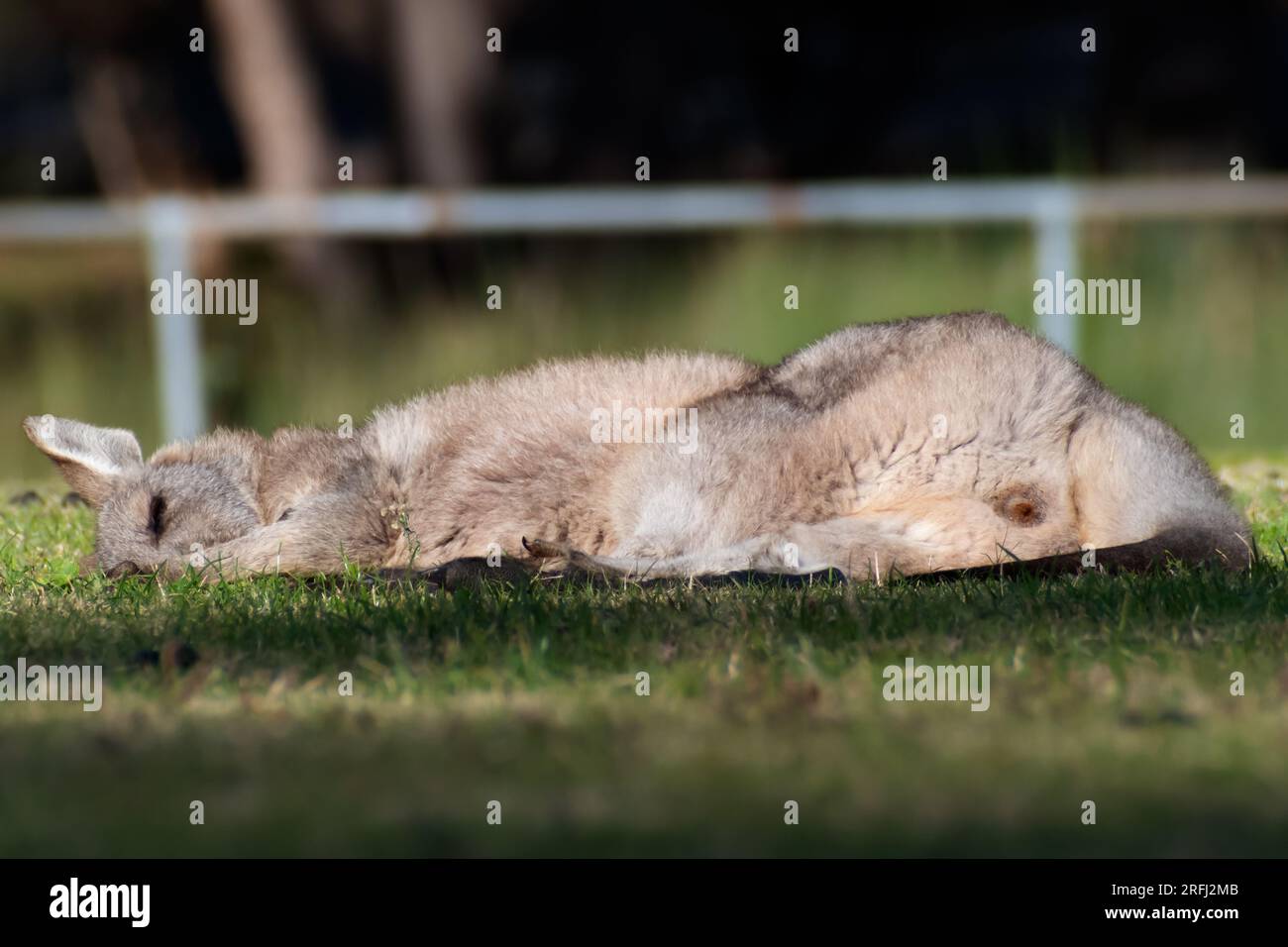 Kangaroo lying in grass hi-res stock photography and images - Alamy