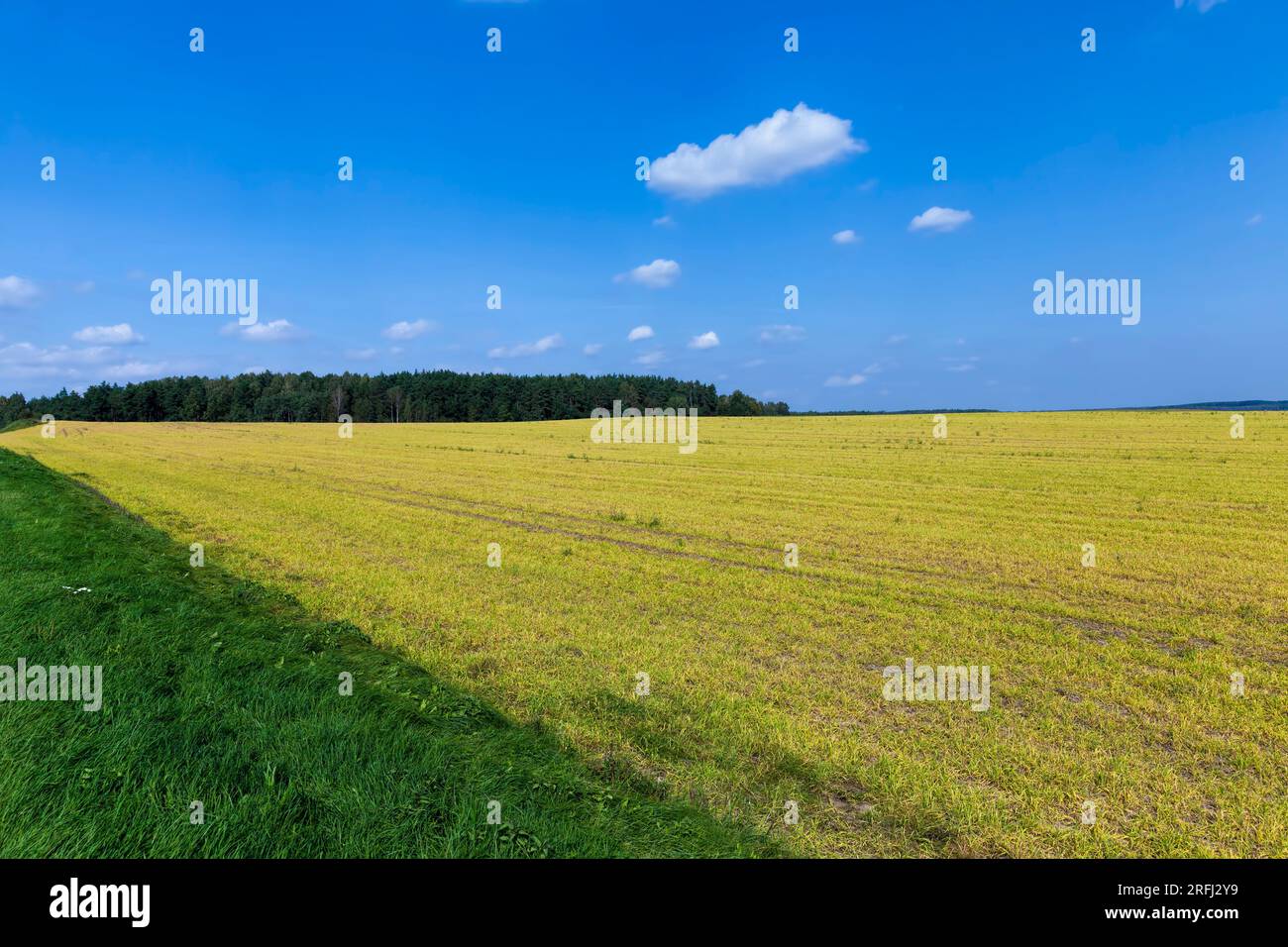 agricultural field with growing plants for harvesting food, farming in ...