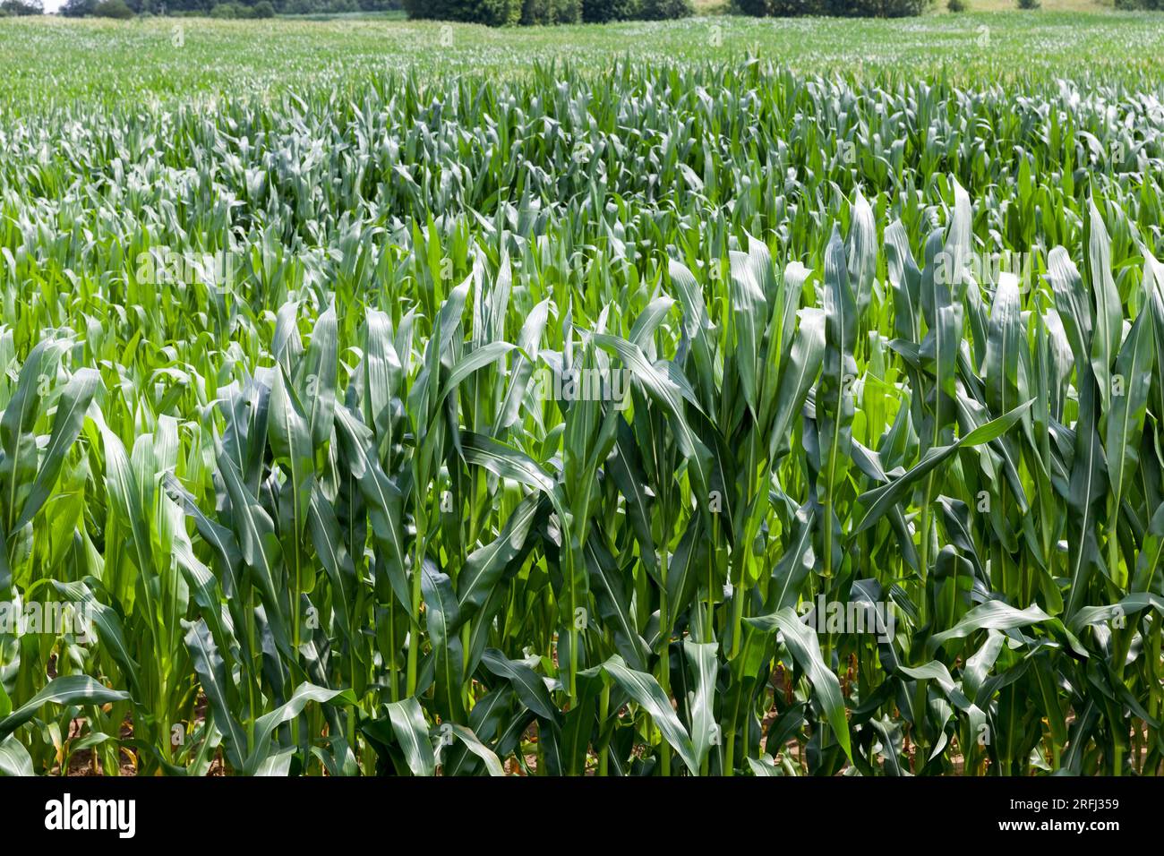 an agricultural field where corn is harvested to feed cattle, field ...