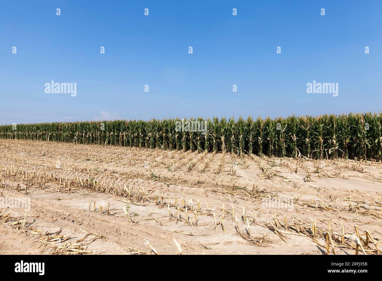 an agricultural field where corn is harvested to feed cattle, field ...