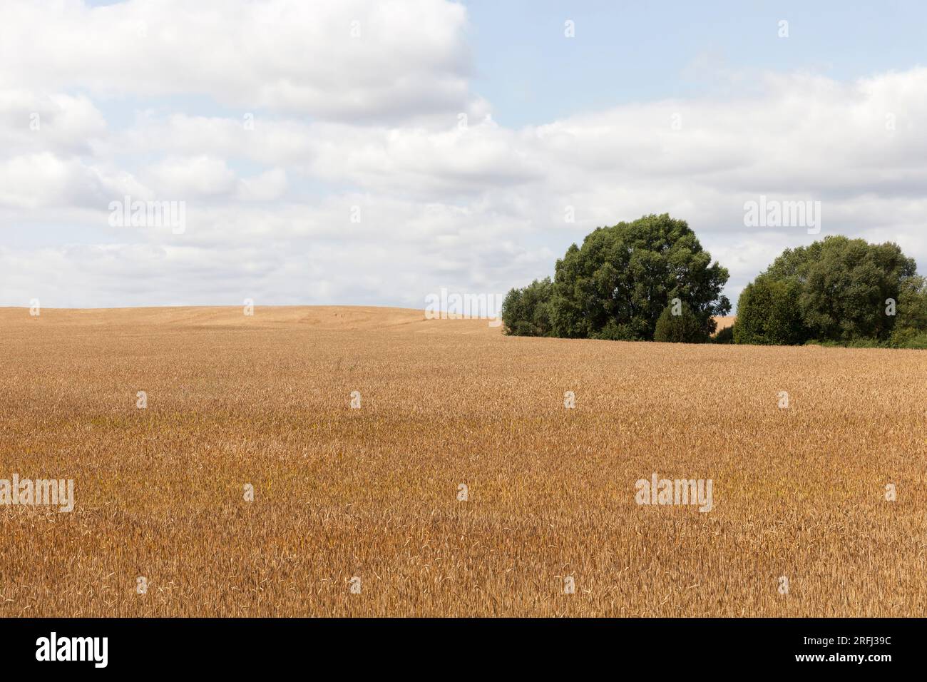 agricultural field with growing plants for harvesting food, farming in ...