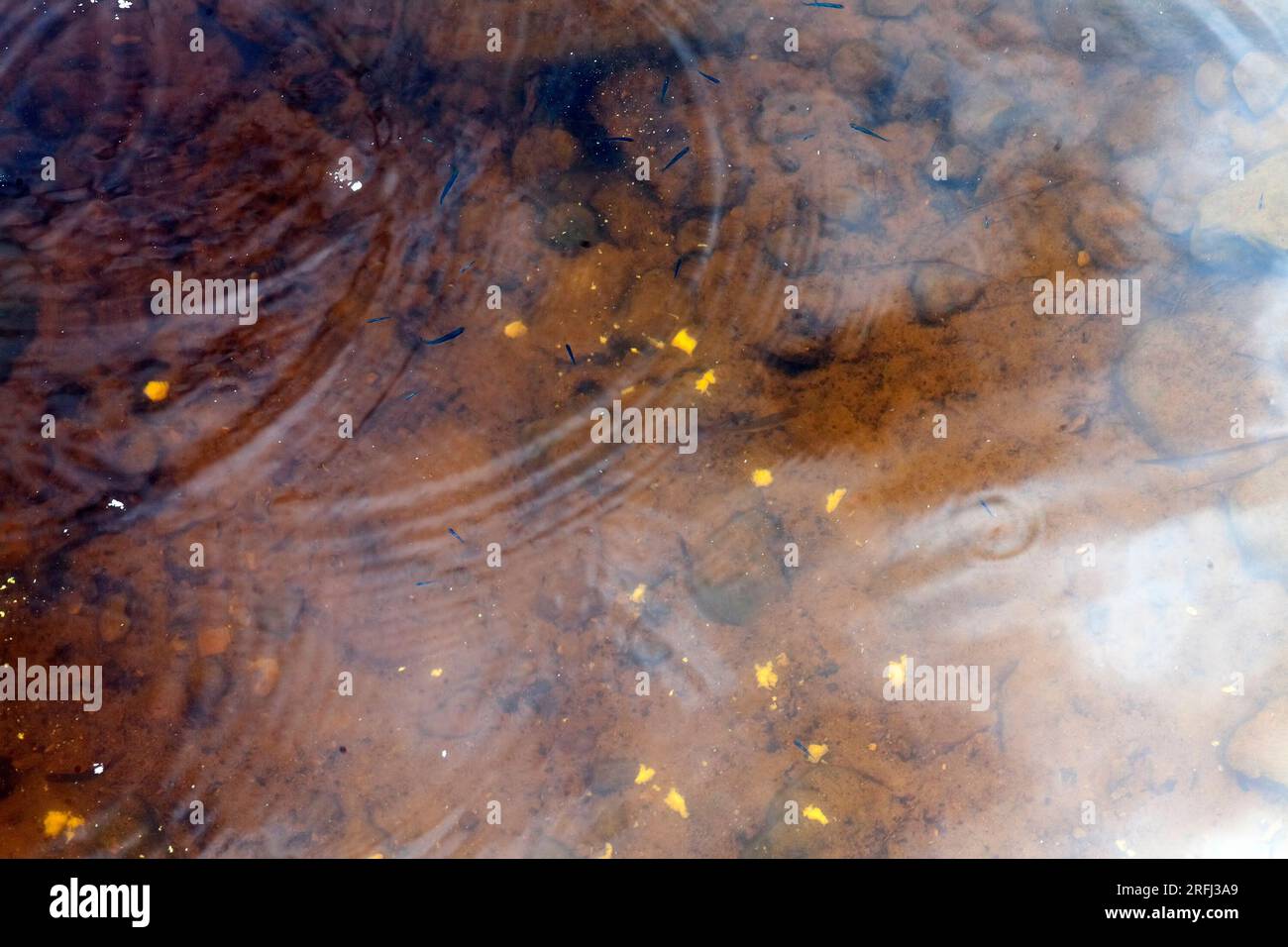 small fish swimming in muddy dirty water in the lake, different small ...