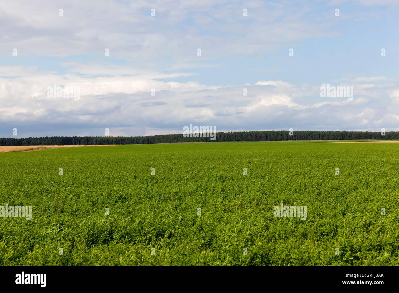 agricultural field with growing plants for harvesting food, farming in ...