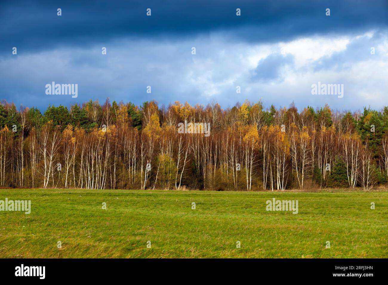 yellow and orange foliage on birch trees in autumn, birch trees in ...