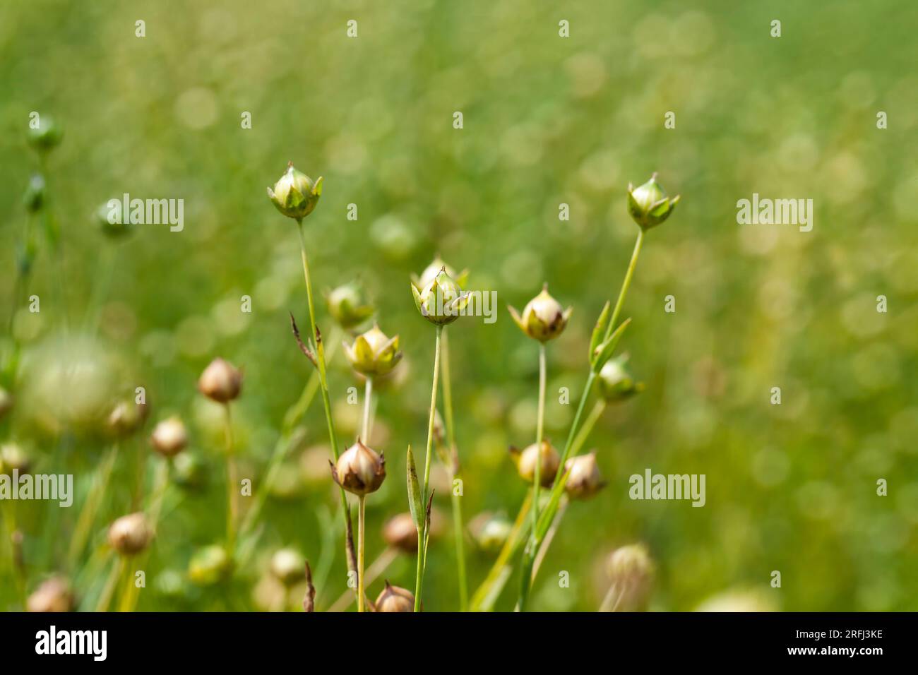 green flax ready for harvesting, an agricultural field where flax grows ...
