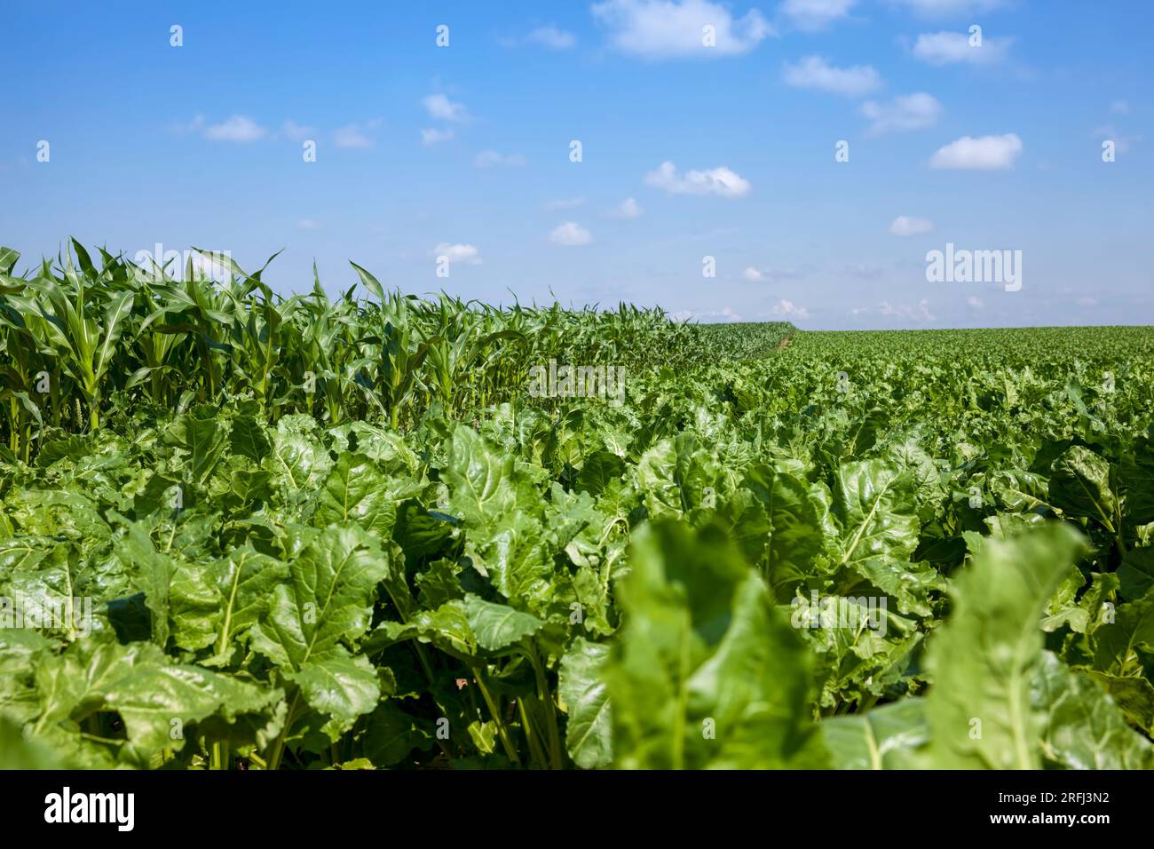 green parts of the sugar beet plant in the summer season on an ...