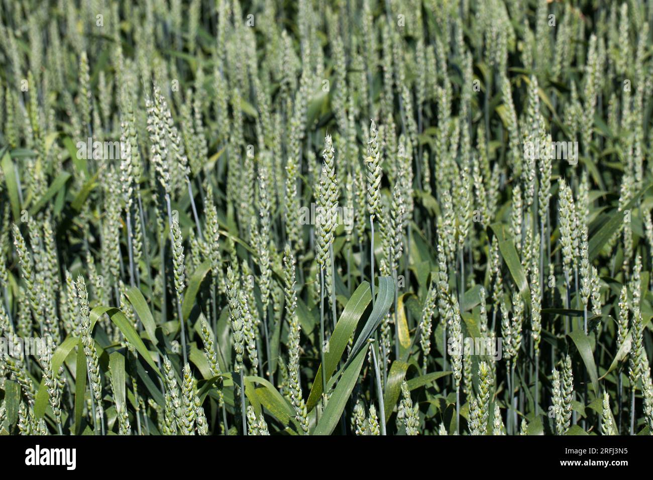 wheat field with green immature rye plants, agricultural field with ...