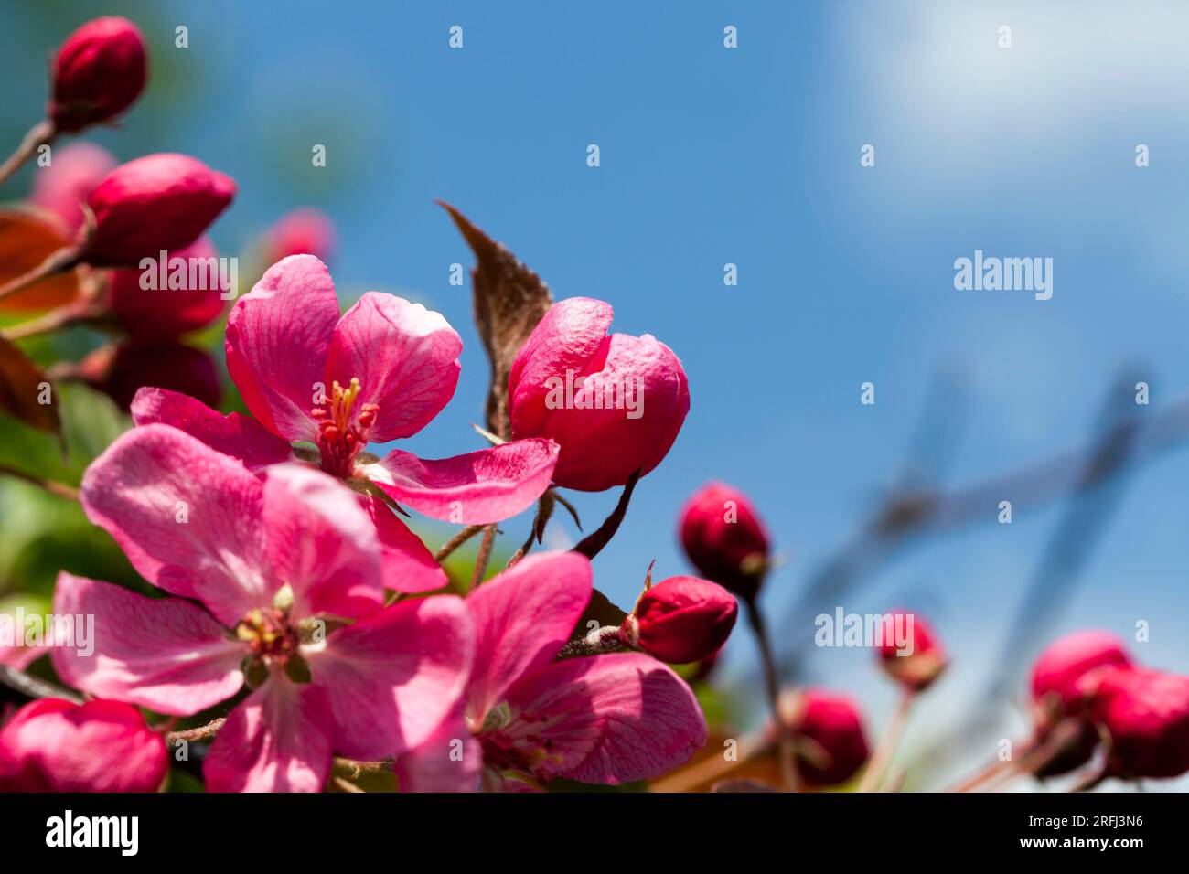 red cherry blossom in spring, cherry blossom in the orchard with red ...