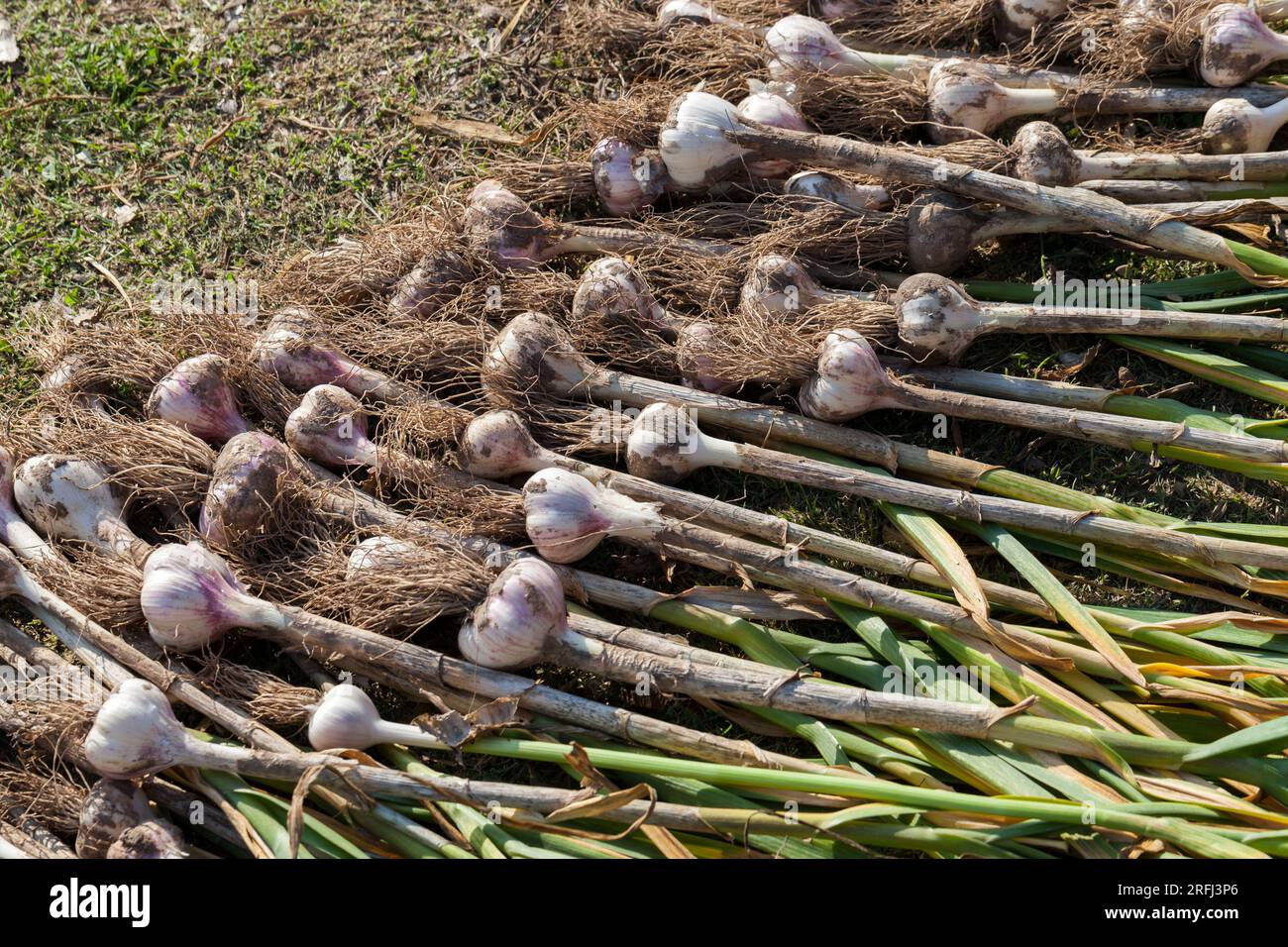 garlic crop stacked on the territory of the field for drying the earth ...