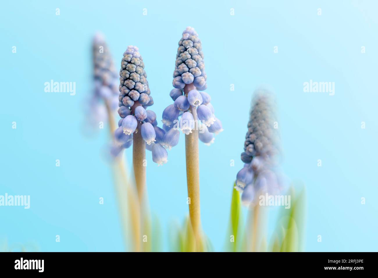 flowers with purple inflorescences and closed buds, purple flowers ...