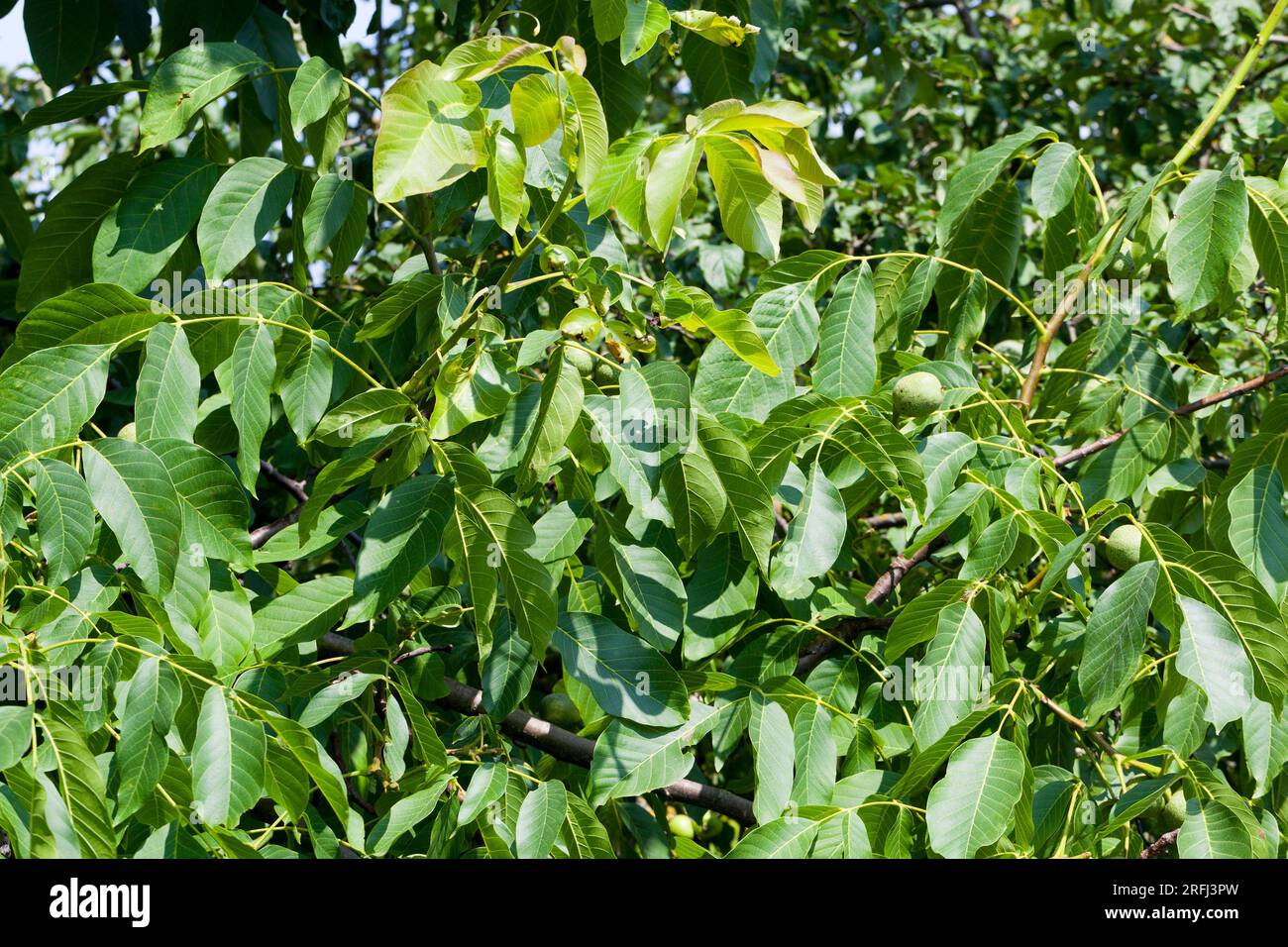 green unripe walnuts in the summer, a tree with green walnuts in walnut ...