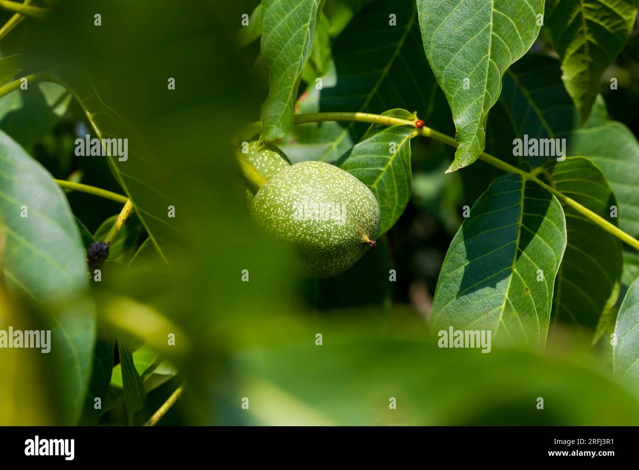 tree with green walnuts in walnut farming, green unripe walnuts in the ...