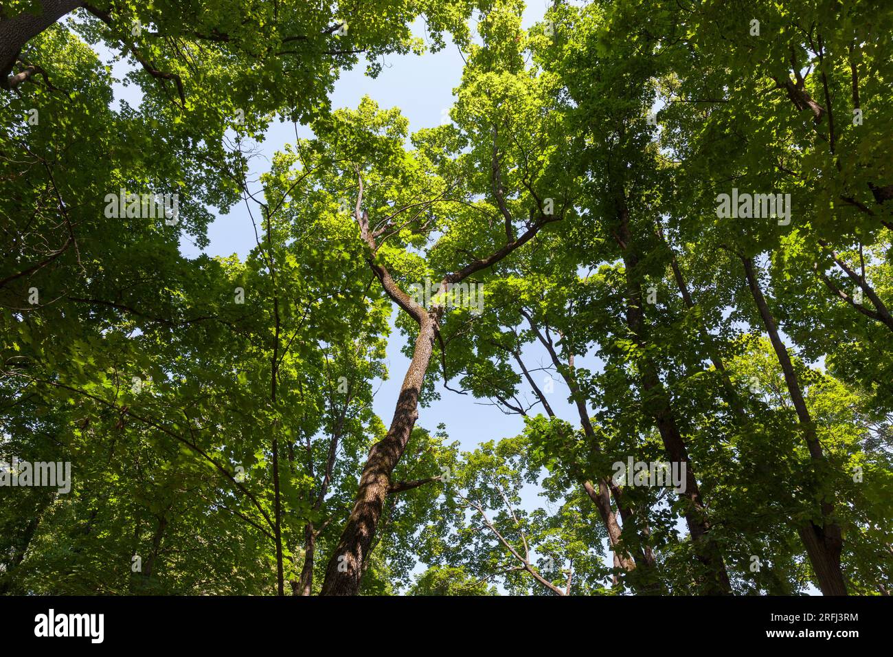 trees covered with green foliage in summer, summer season with green ...