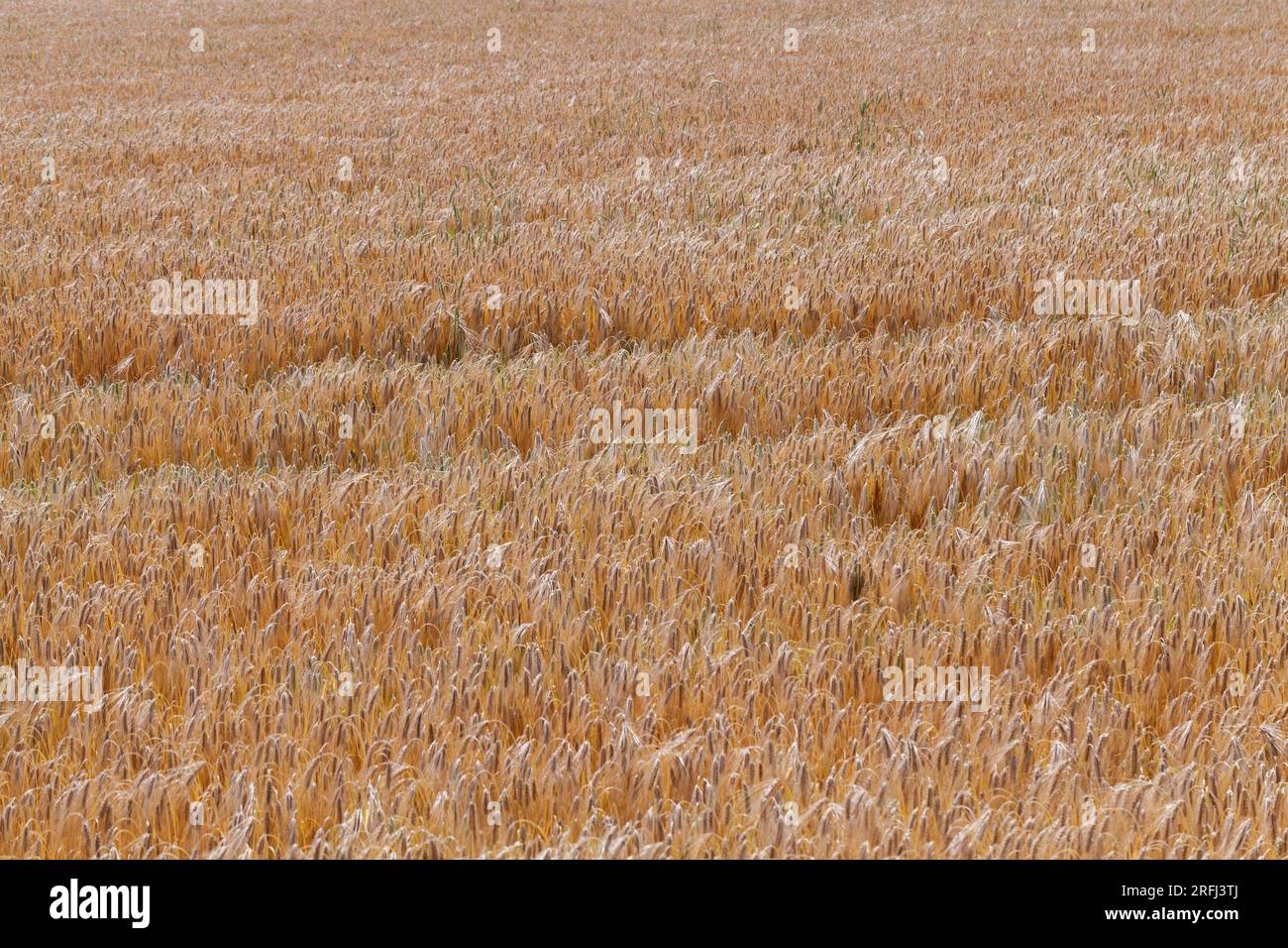 yellowed rye field about the time of maturation, the color change of ...