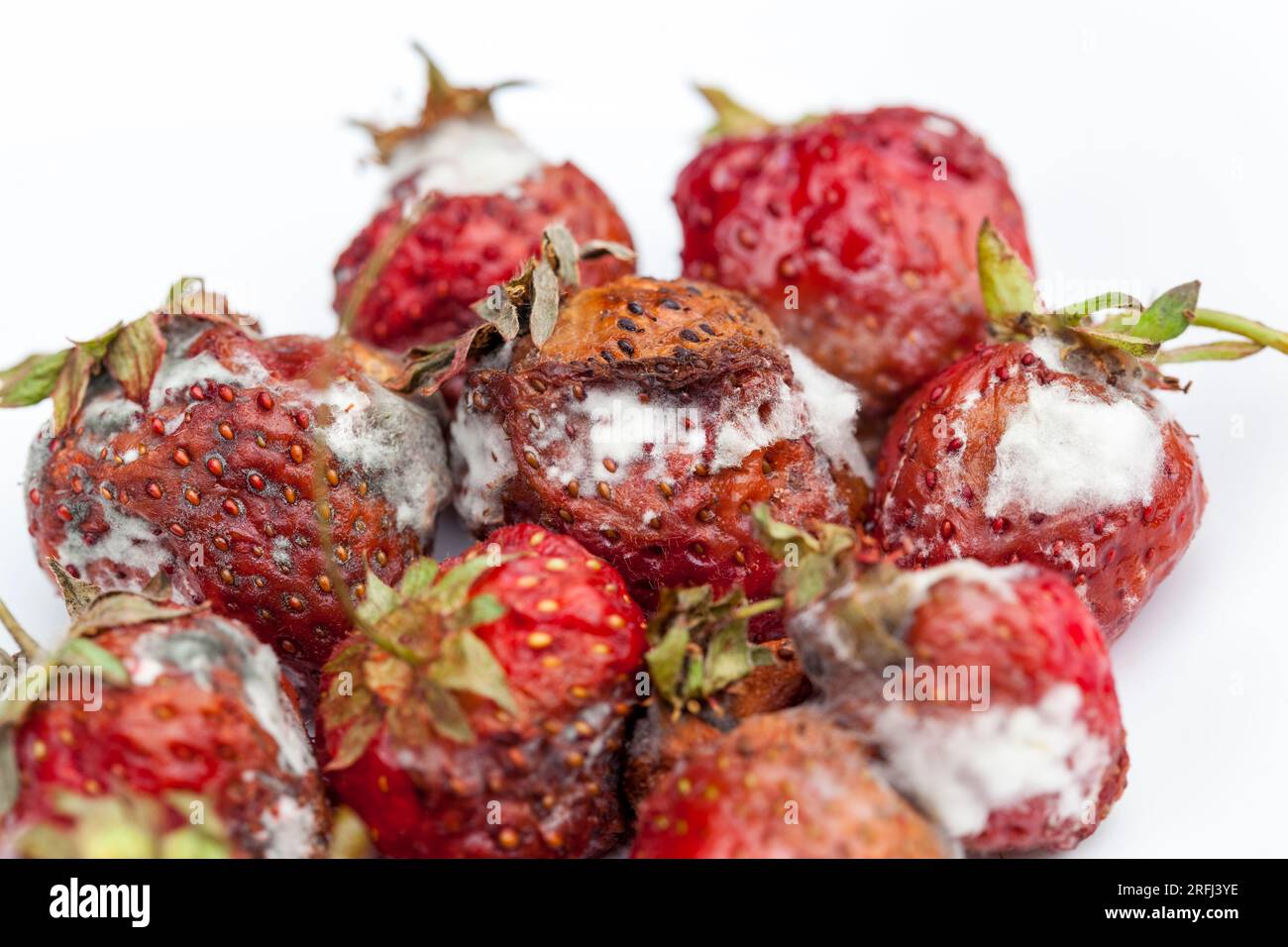 Mildew covered strawberries hi-res stock photography and images - Alamy