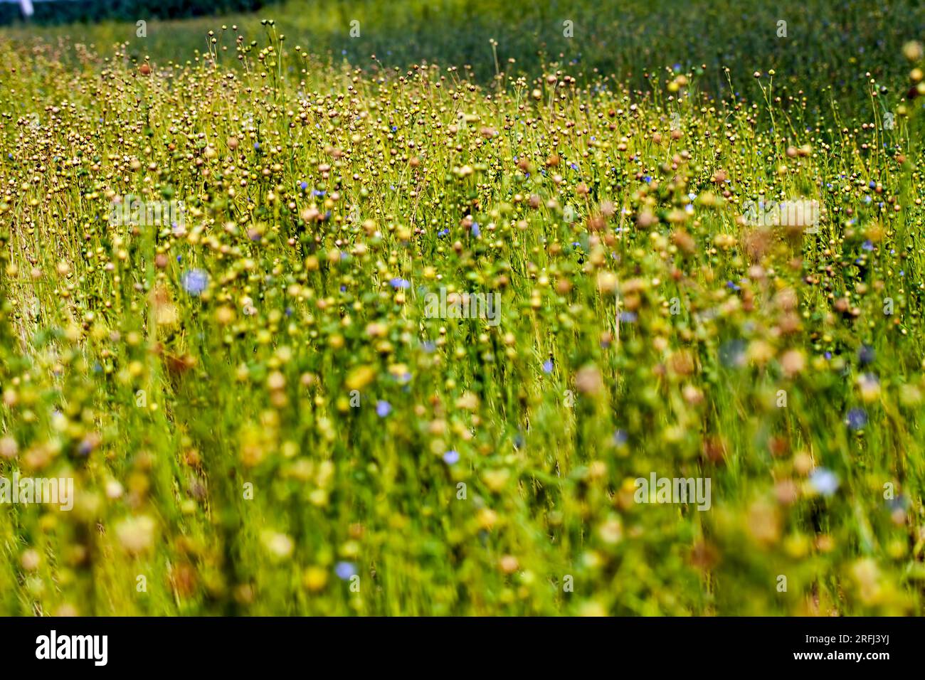flax is green before harvesting flax for textiles, an agricultural ...