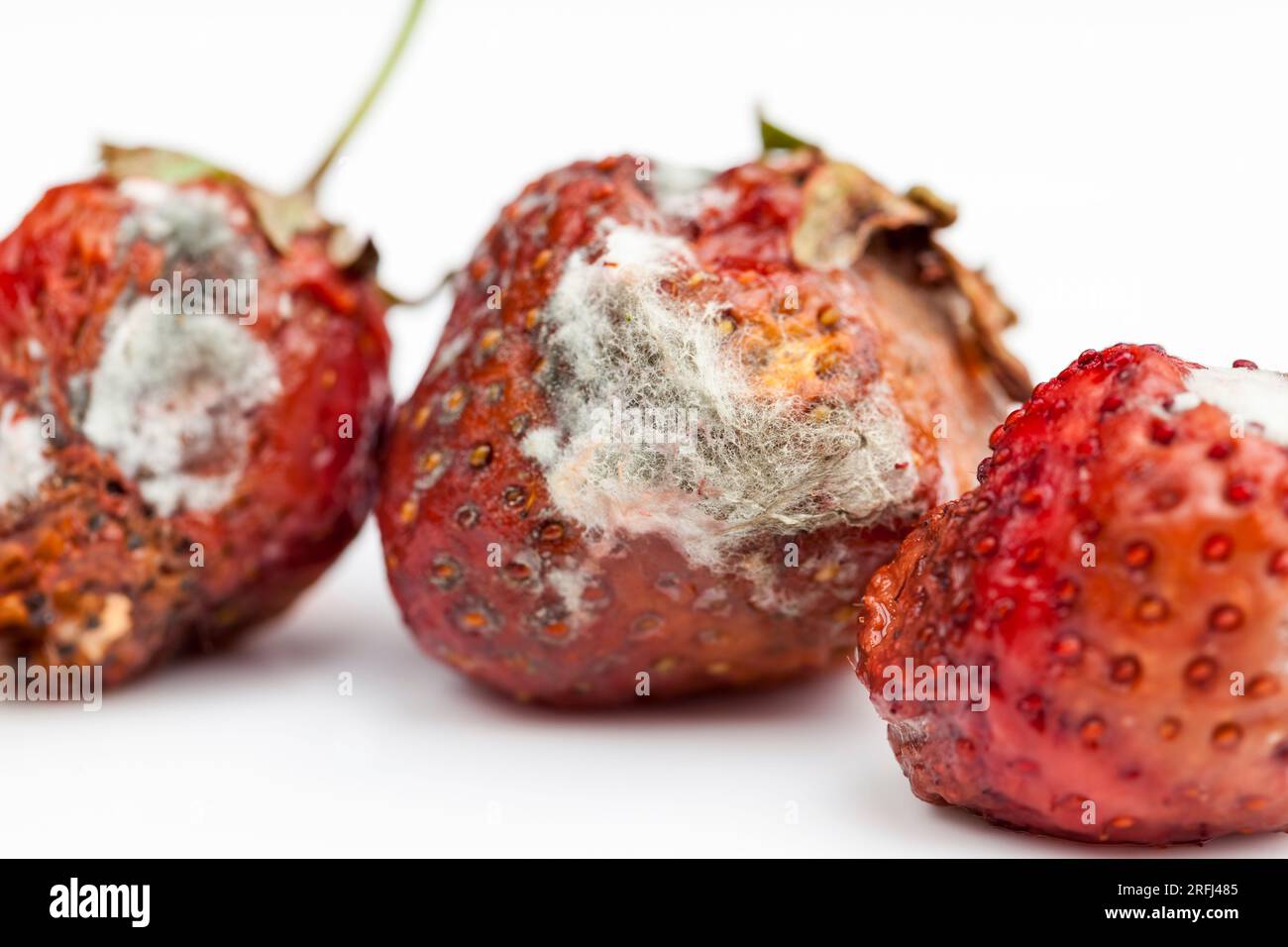 moldy rotting red strawberries, spoiled red strawberries covered with ...