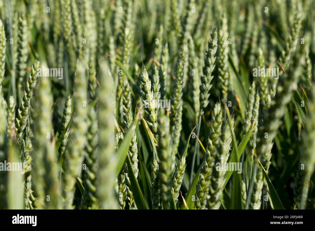 wheat field with green immature rye plants, agricultural field with ...