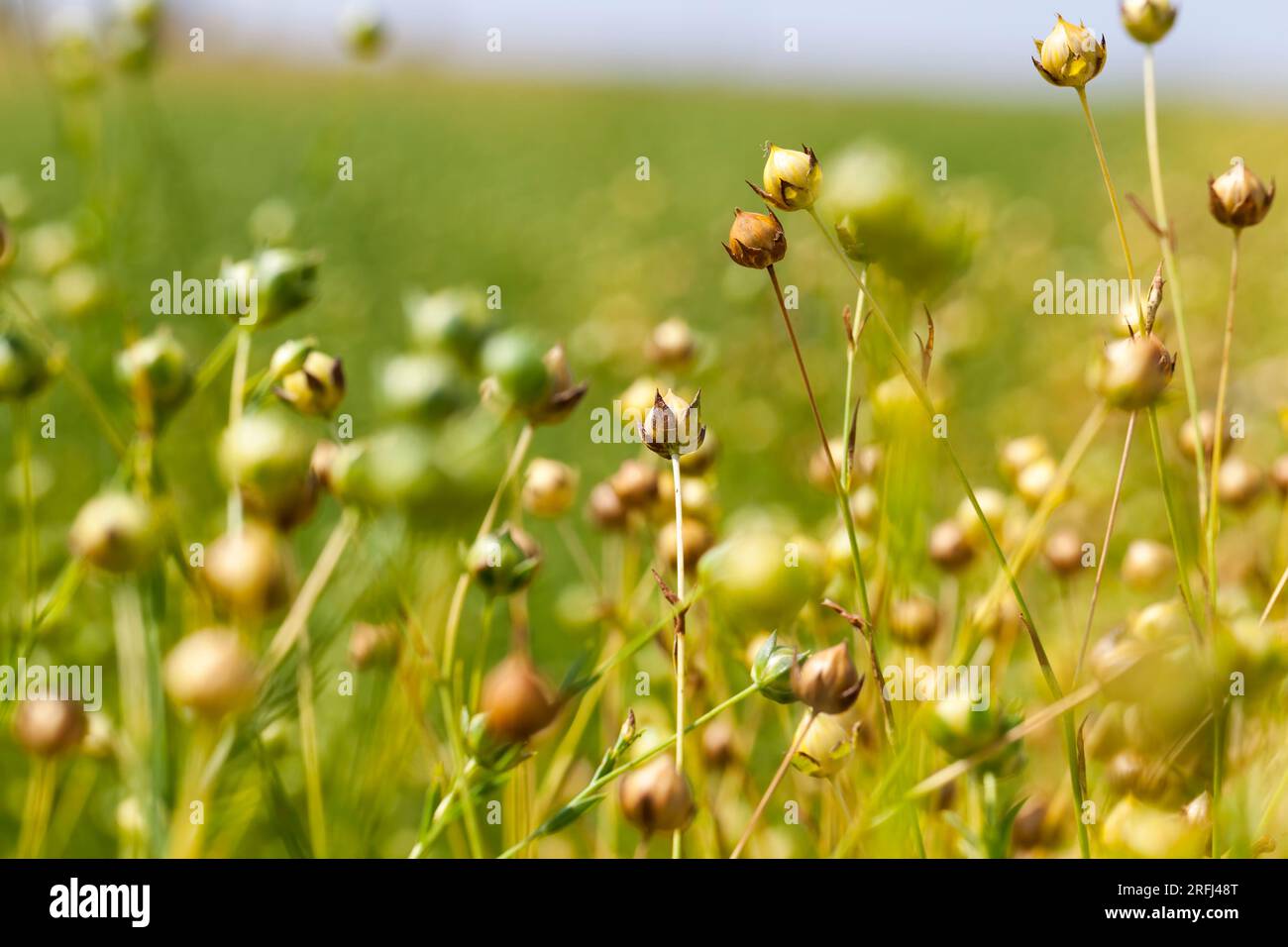 green flax ready for harvesting, agricultural field where flax is grown ...