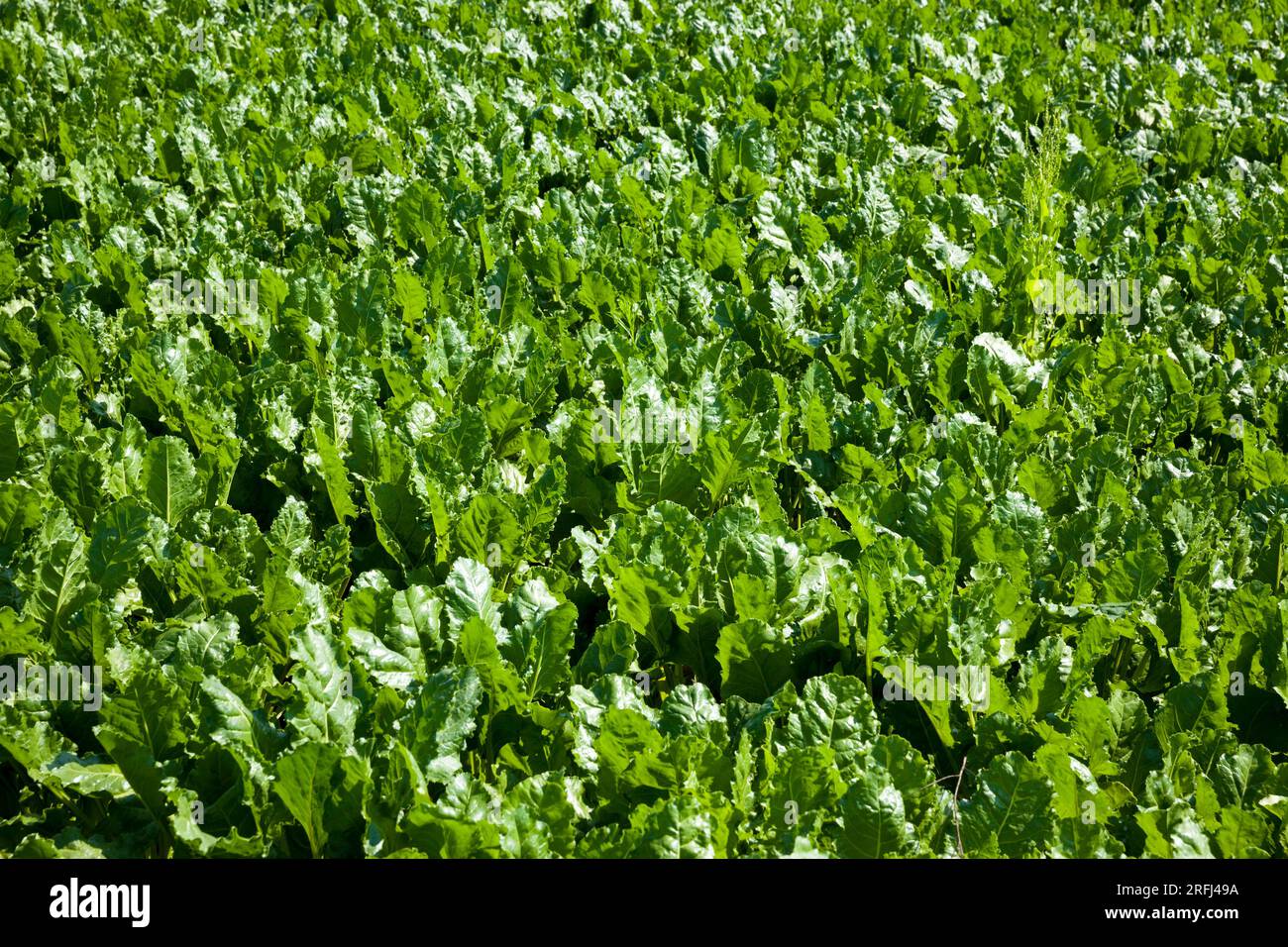 green parts of the sugar beet plant in the summer season on an ...