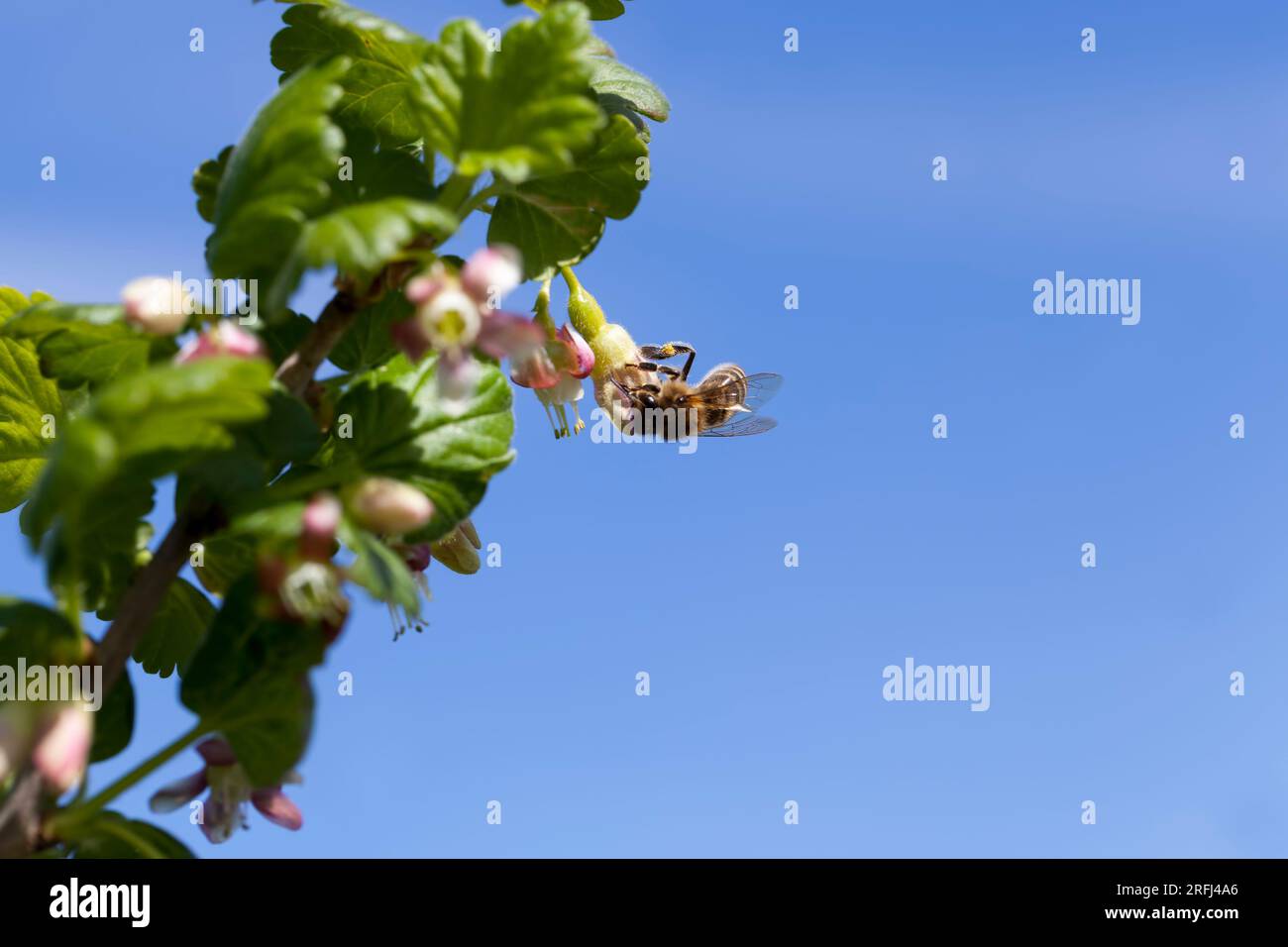 blooming gooseberries in the summer, beautiful unusual flowers ...