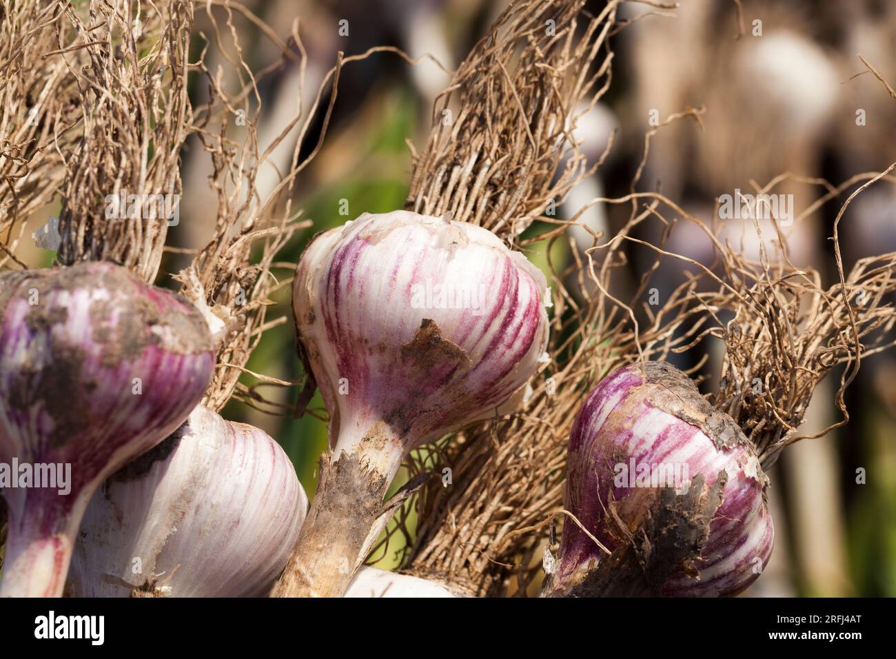 garlic crop stacked on the territory of the field for drying the earth ...